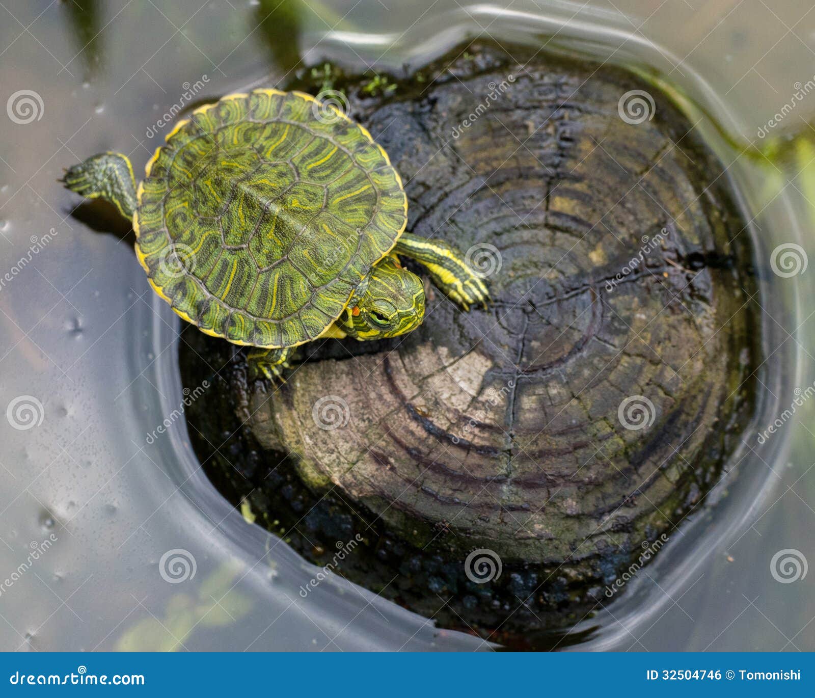 Painted Turtle Stock Image | CartoonDealer.com #41884081