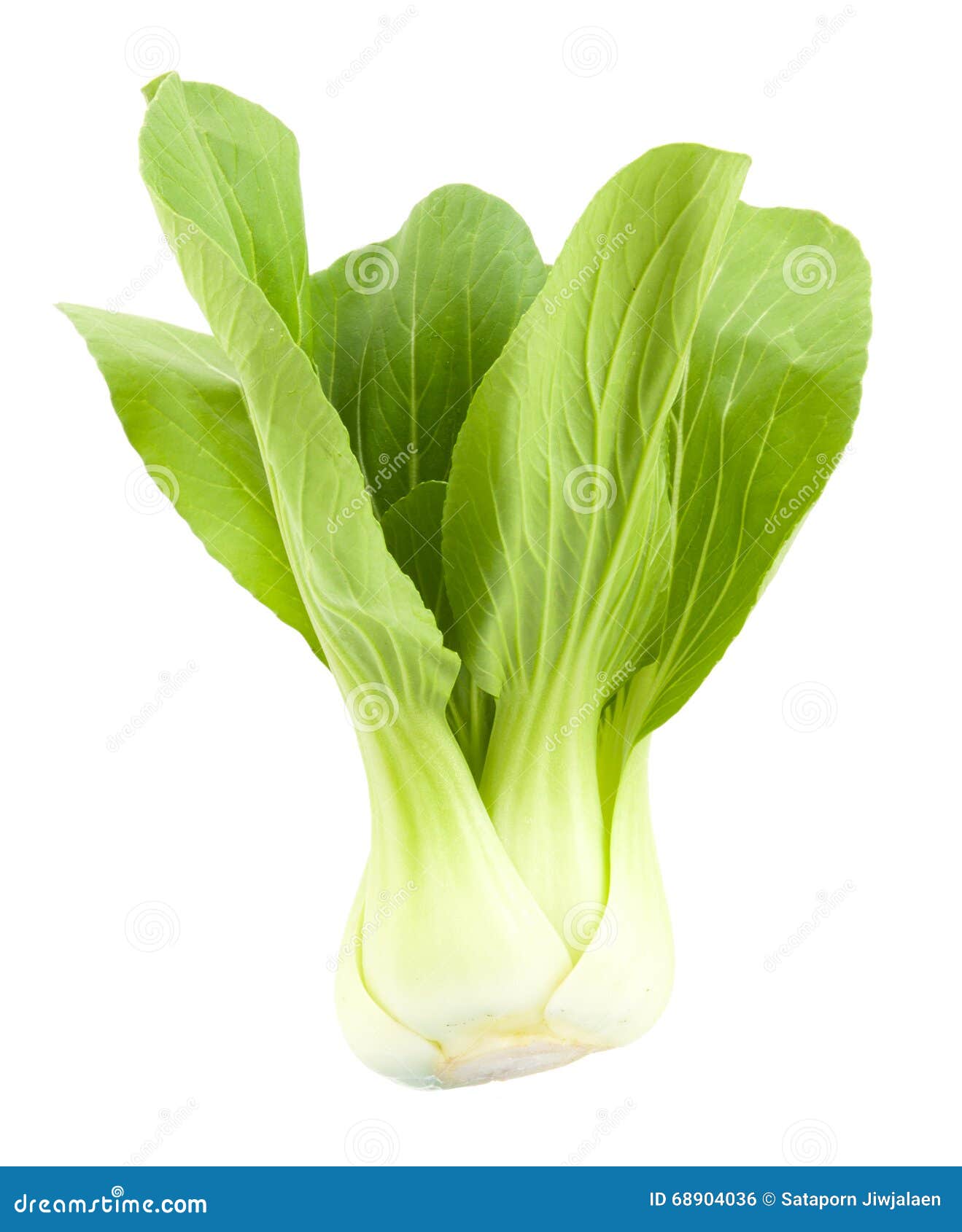 Baby Pak Choy on white stock photo. Image of head, nutrition - 68904036