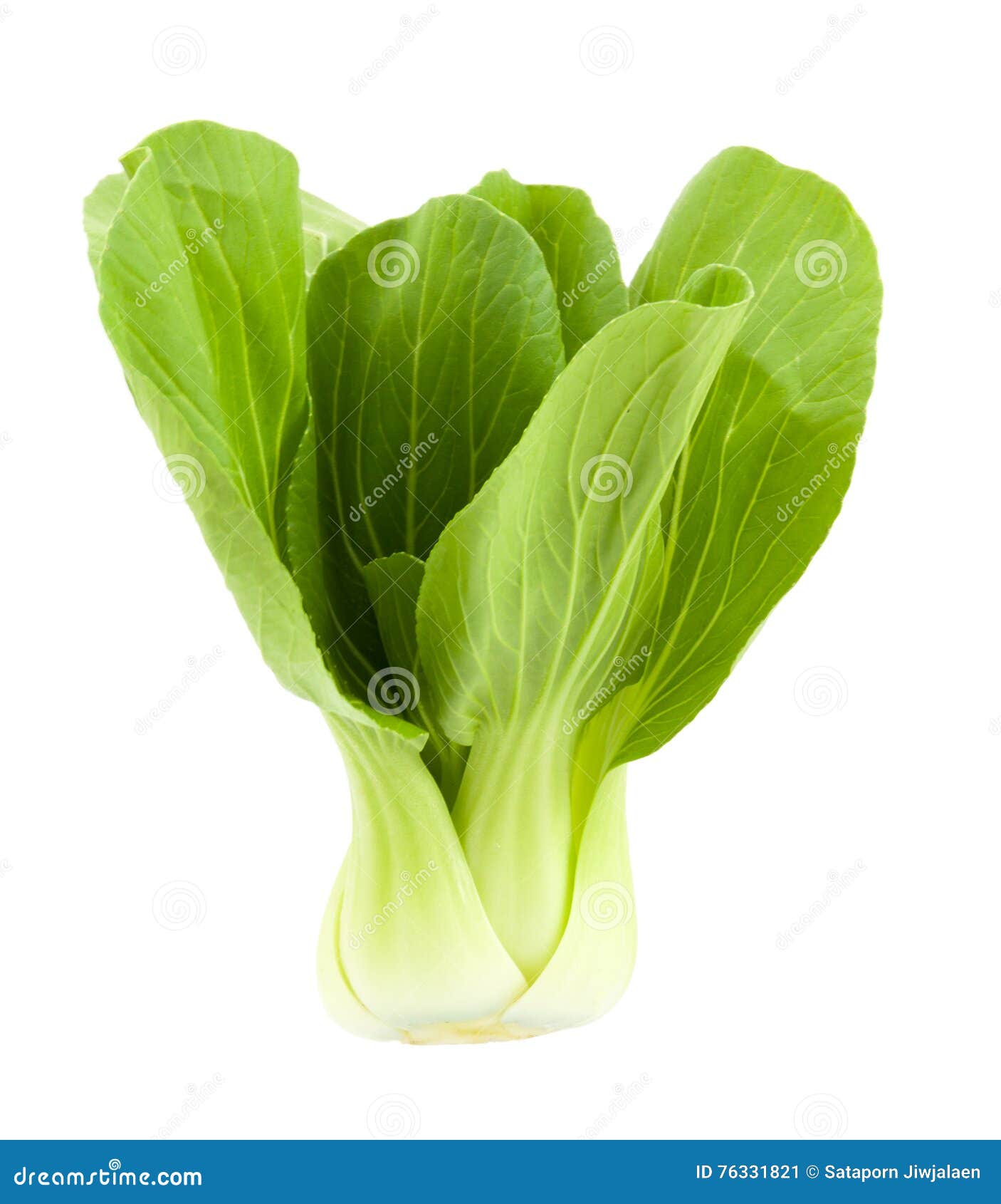Baby Pak Choy on white stock image. Image of isolated - 76331821