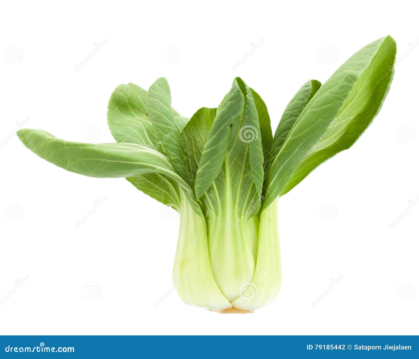 Baby Pak Choy on white stock photo. Image of cooking - 79185442