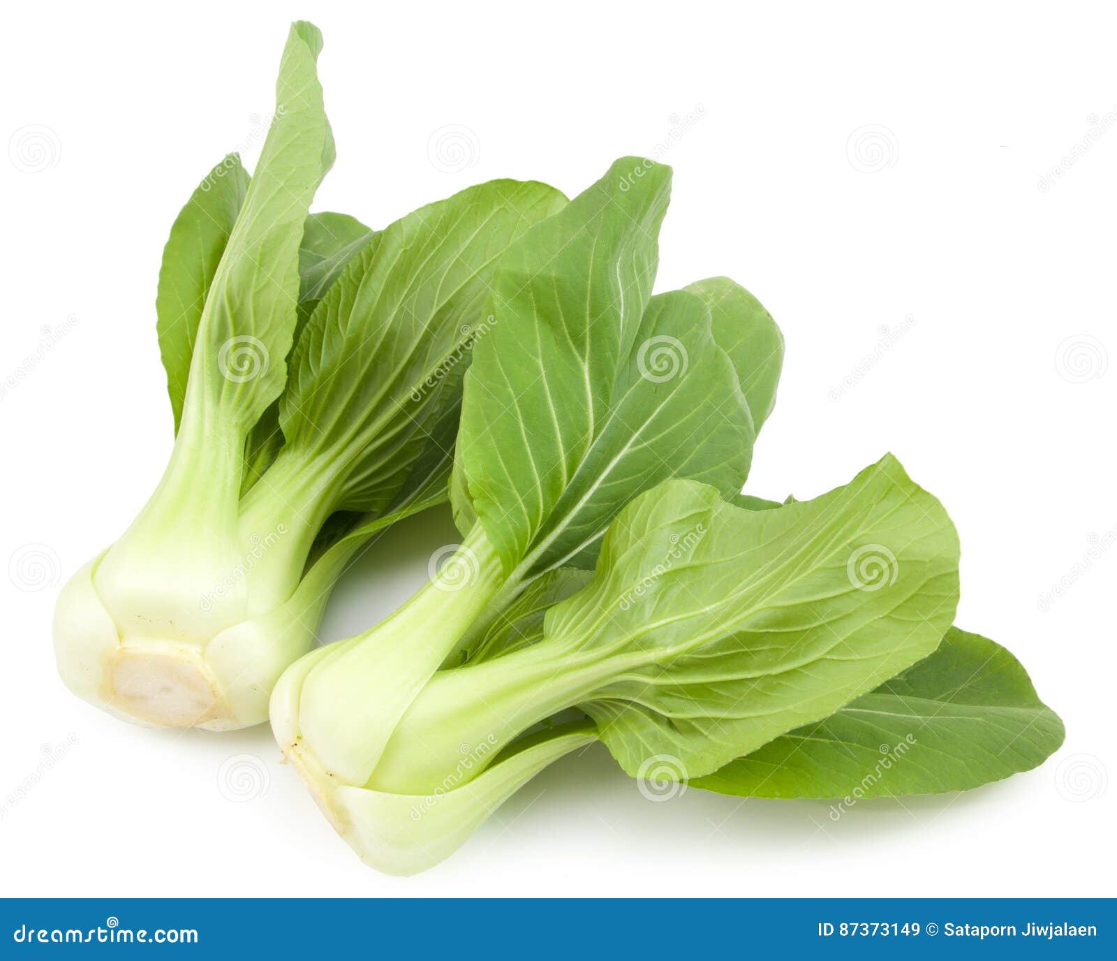Baby Pak Choy on white stock image. Image of leaf, choi - 87373149