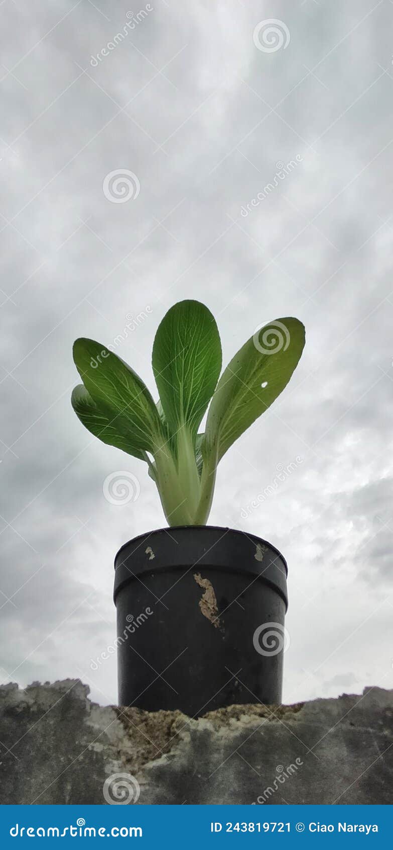 A baby pakcoy editorial photo. Image of tree, flower - 243819721