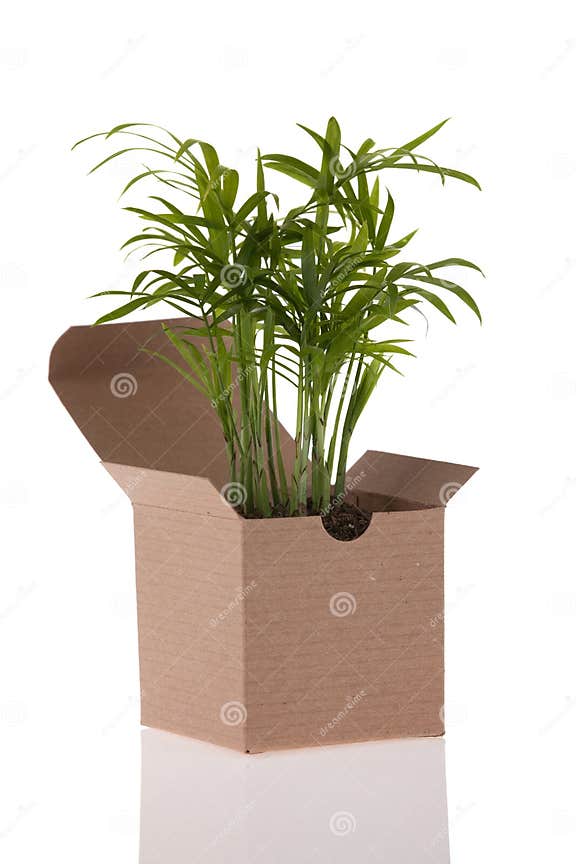 Baby palm in box stock photo. Image of cultivated, flora - 23714610
