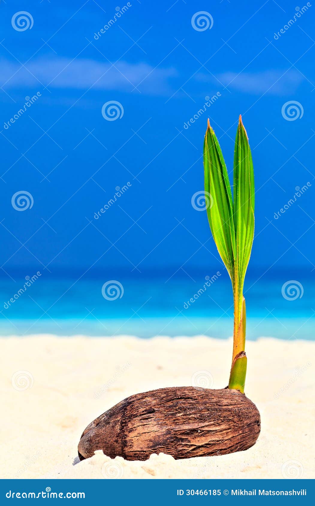 Baby palm tree stock image. Image of water, care, tree - 30466185
