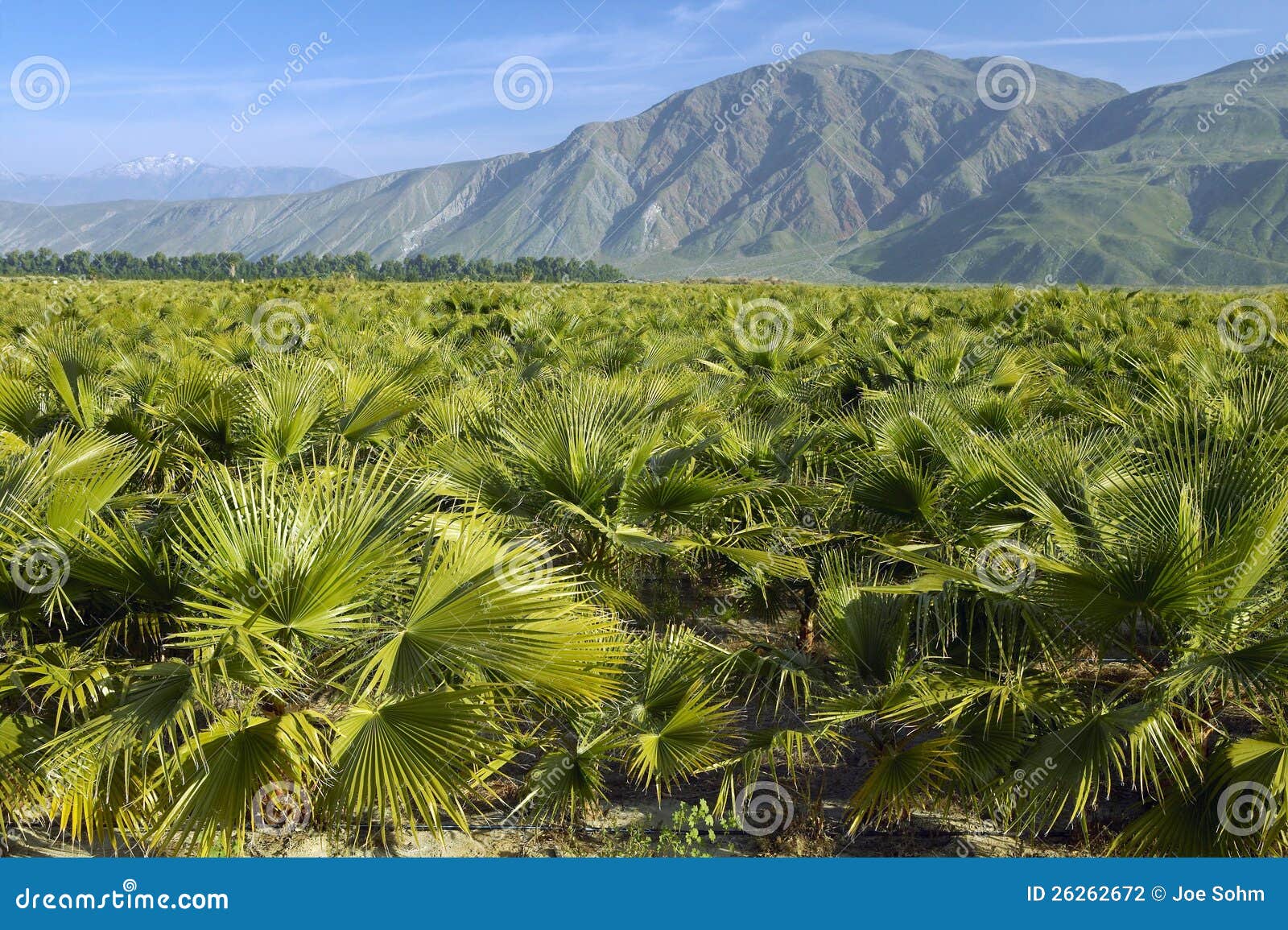 Baby Palm Trees Growing in Palm Tree Farm Stock Photo - Image of ...