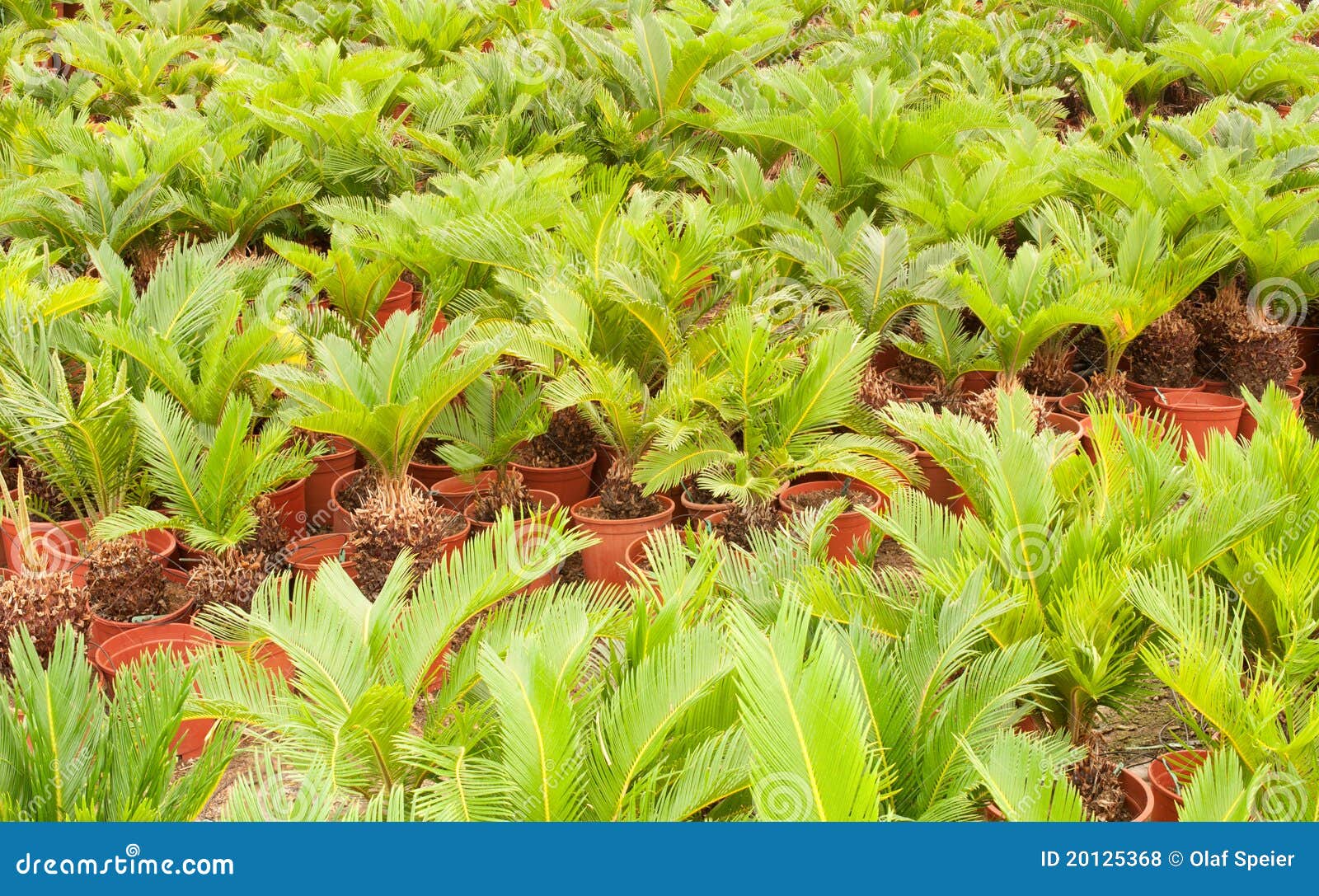 Baby palms stock photo. Image of small, tropical, palm - 20125368