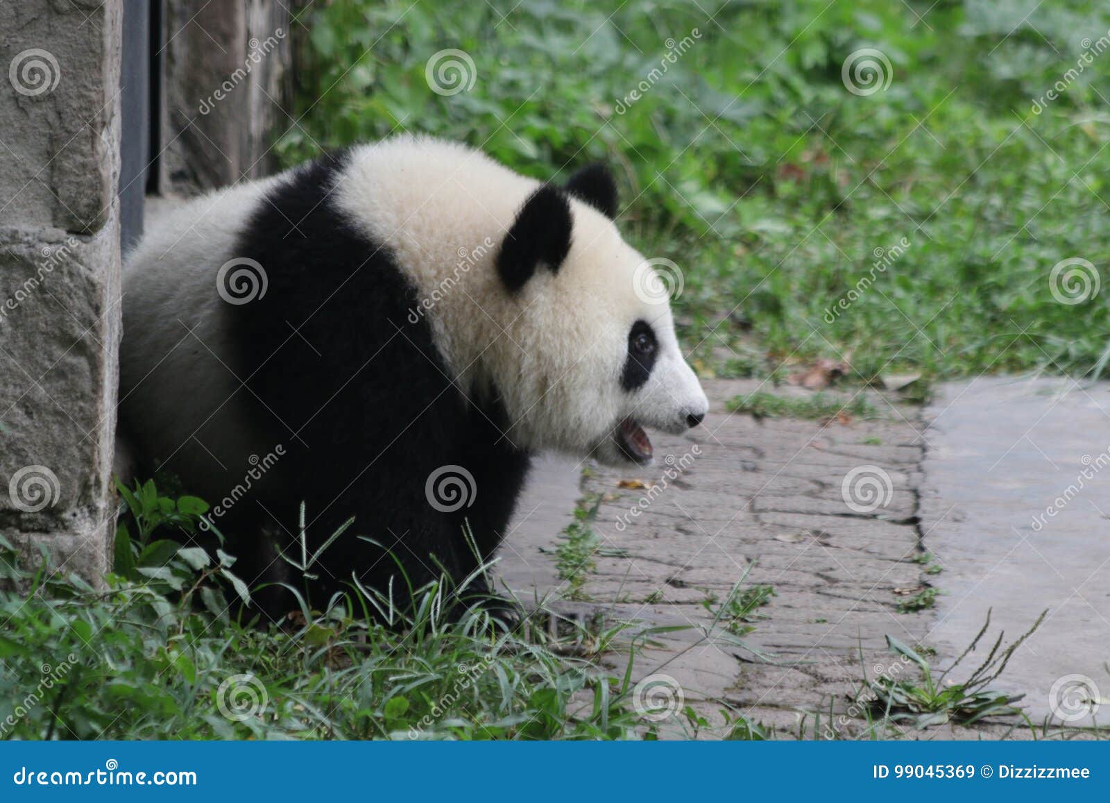 Baby Panda in Chongqing stock image. Image of chongqing - 99045369