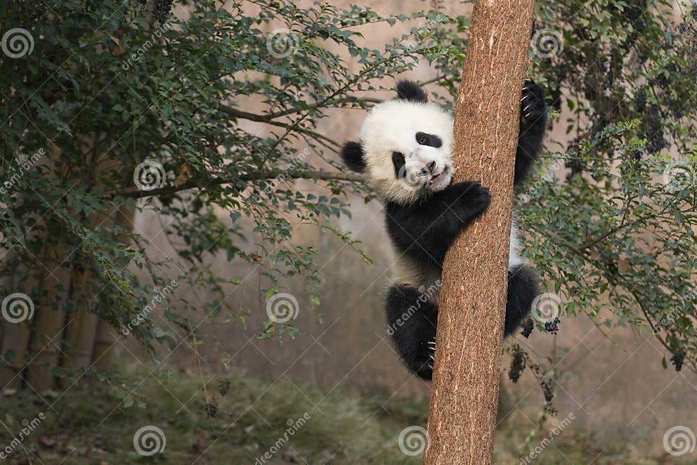 Baby Panda stock image. Image of china, panda, cute, white - 53791355