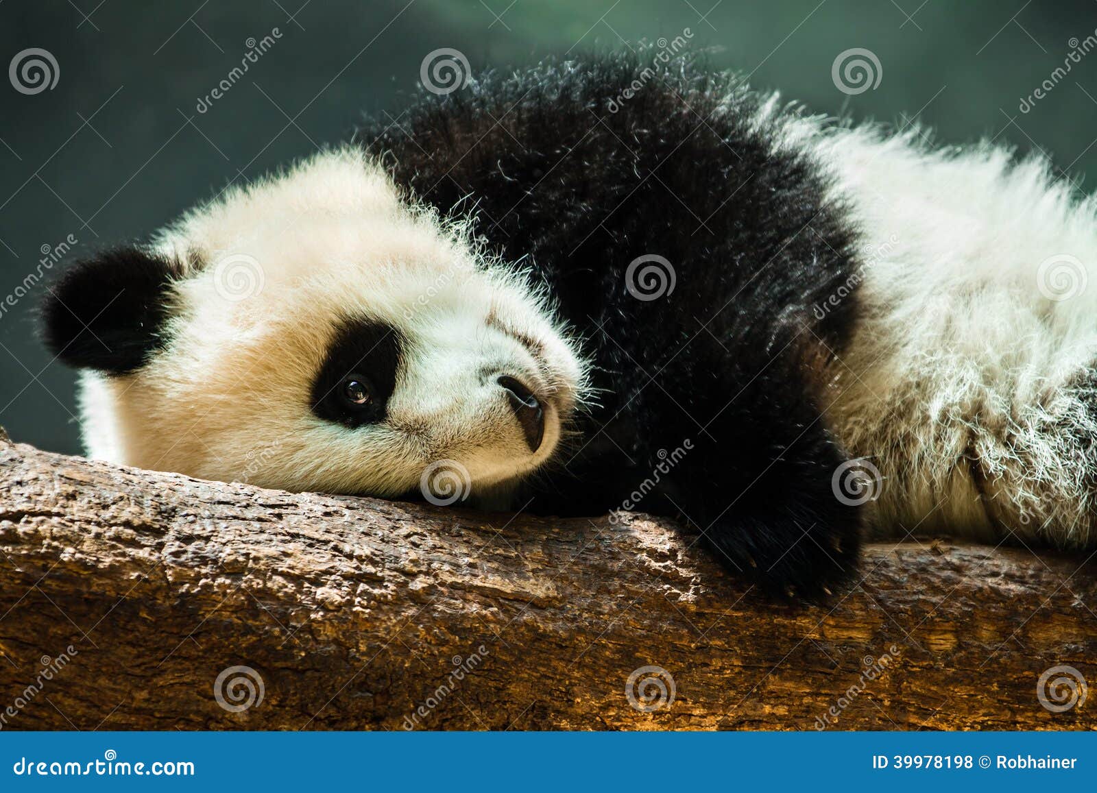 Baby panda cub resting stock photo. Image of environment - 39978198