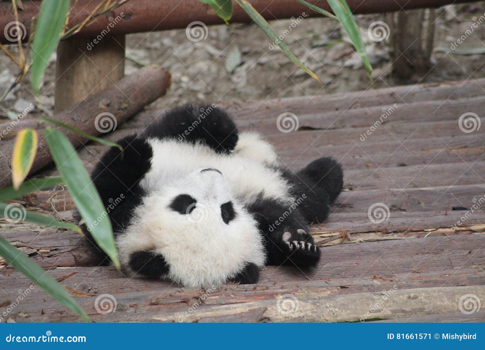A baby panda stock image. Image of rare, china, panda - 81661571