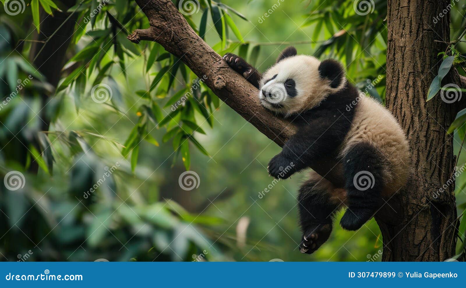 A Baby Panda Napping on a Tree Branch Stock Image - Image of trunk ...