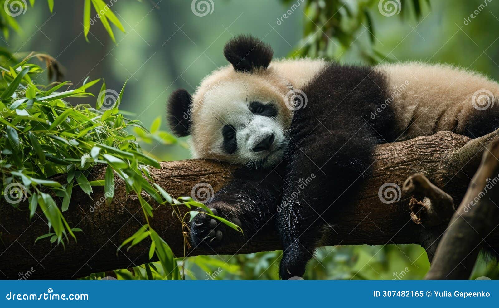 A Baby Panda Napping on a Tree Branch Stock Image - Image of bear ...