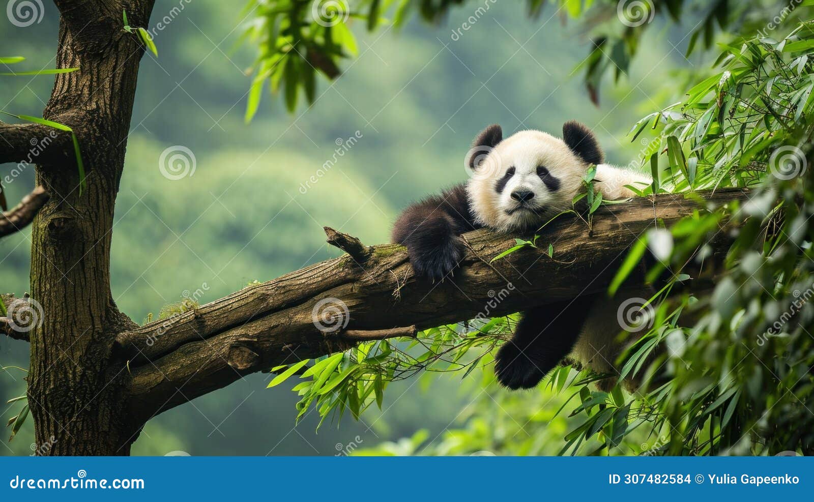 A Baby Panda Napping on a Tree Branch Stock Photo - Image of tree ...