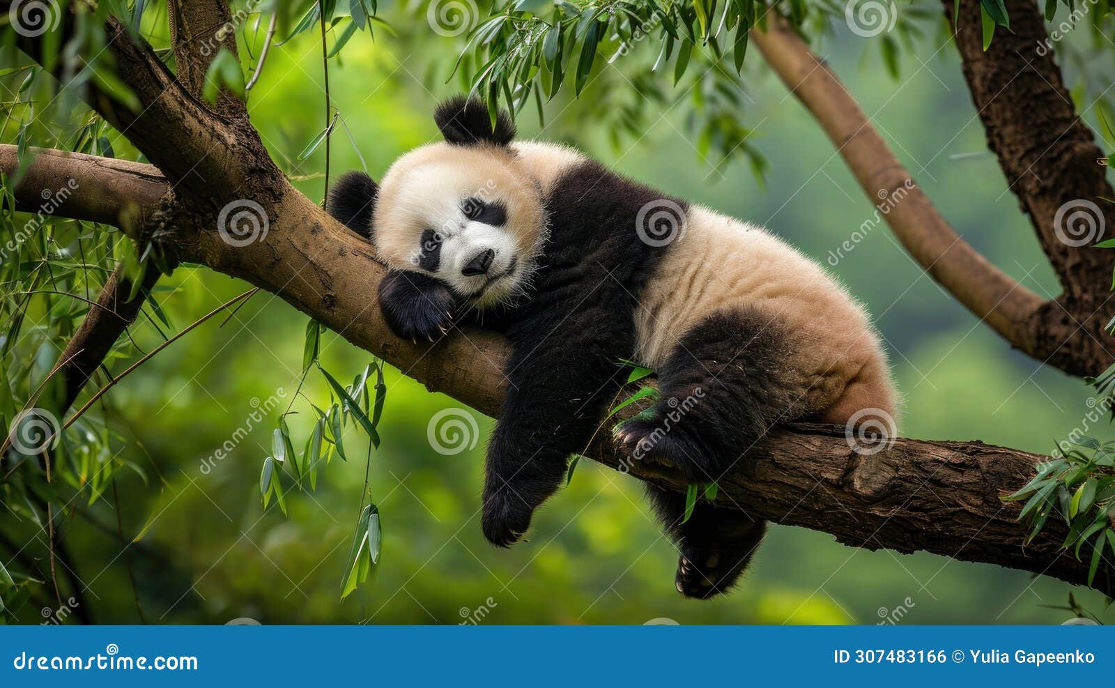 A Baby Panda Napping on a Tree Branch Stock Photo - Image of baby, tree ...