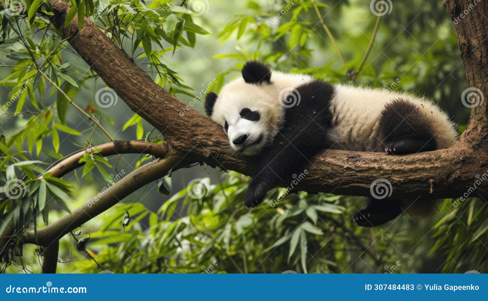 A Baby Panda Napping on a Tree Branch Stock Image - Image of animal ...