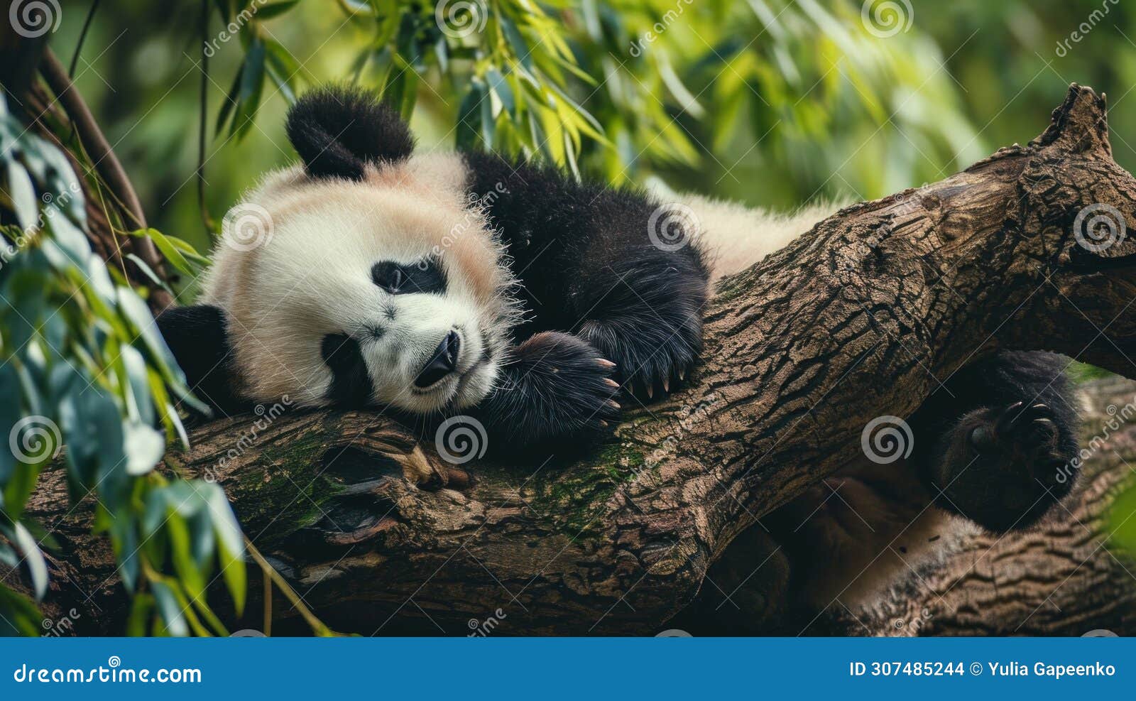 A Baby Panda Napping on a Tree Branch Stock Photo - Image of bear ...