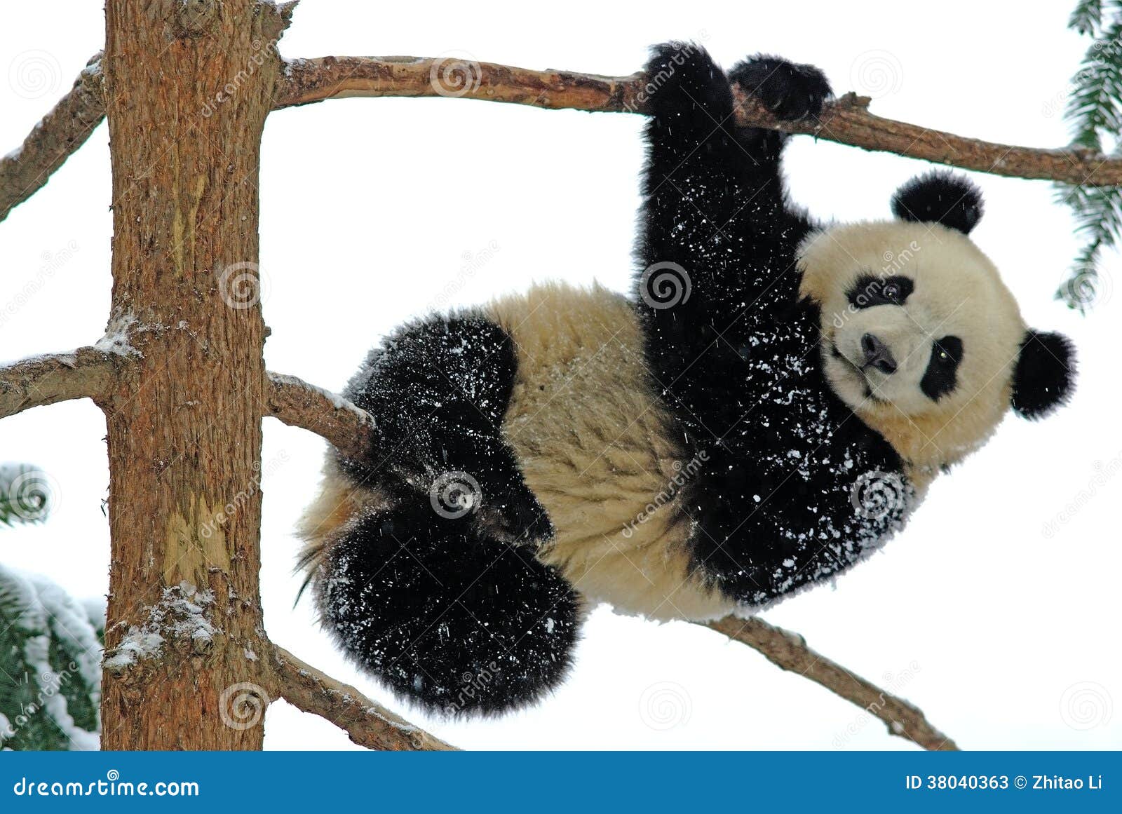 Panda On Tree Branches Stock Photo | CartoonDealer.com #78562404