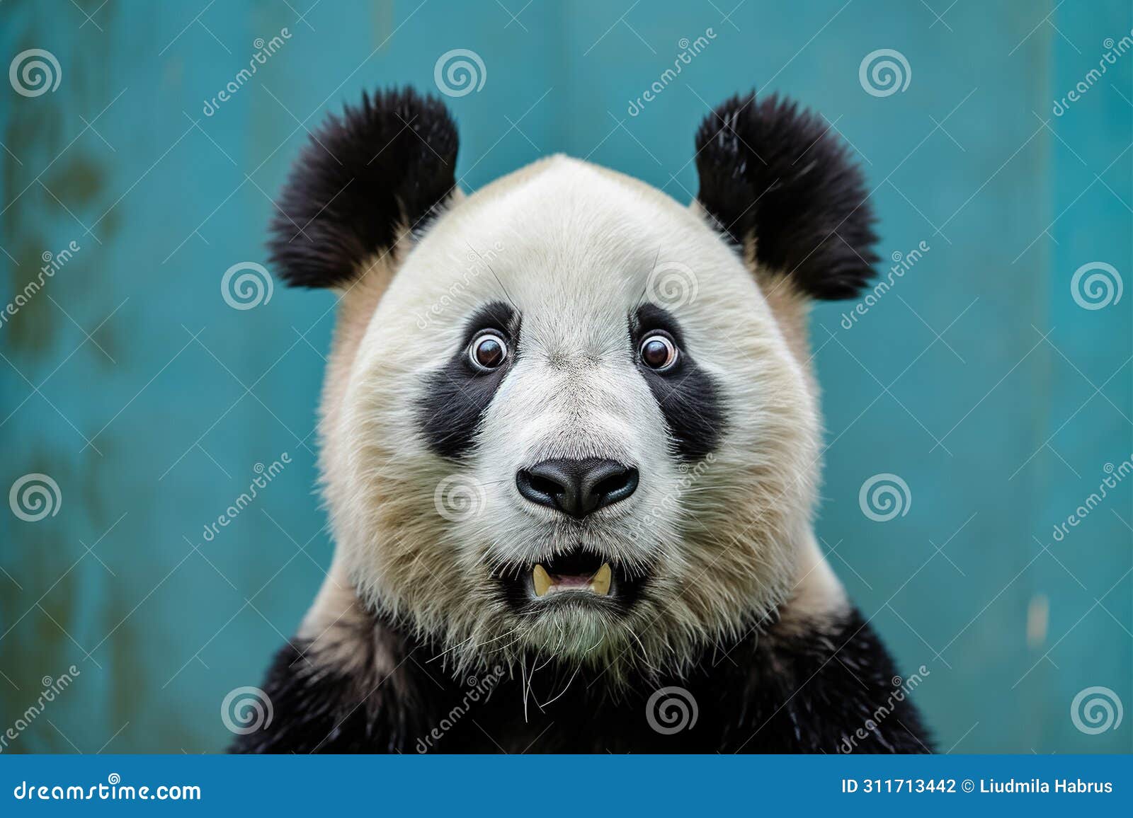 A Baby Panda with a Surprised Expression on Its Face Stock Photo ...