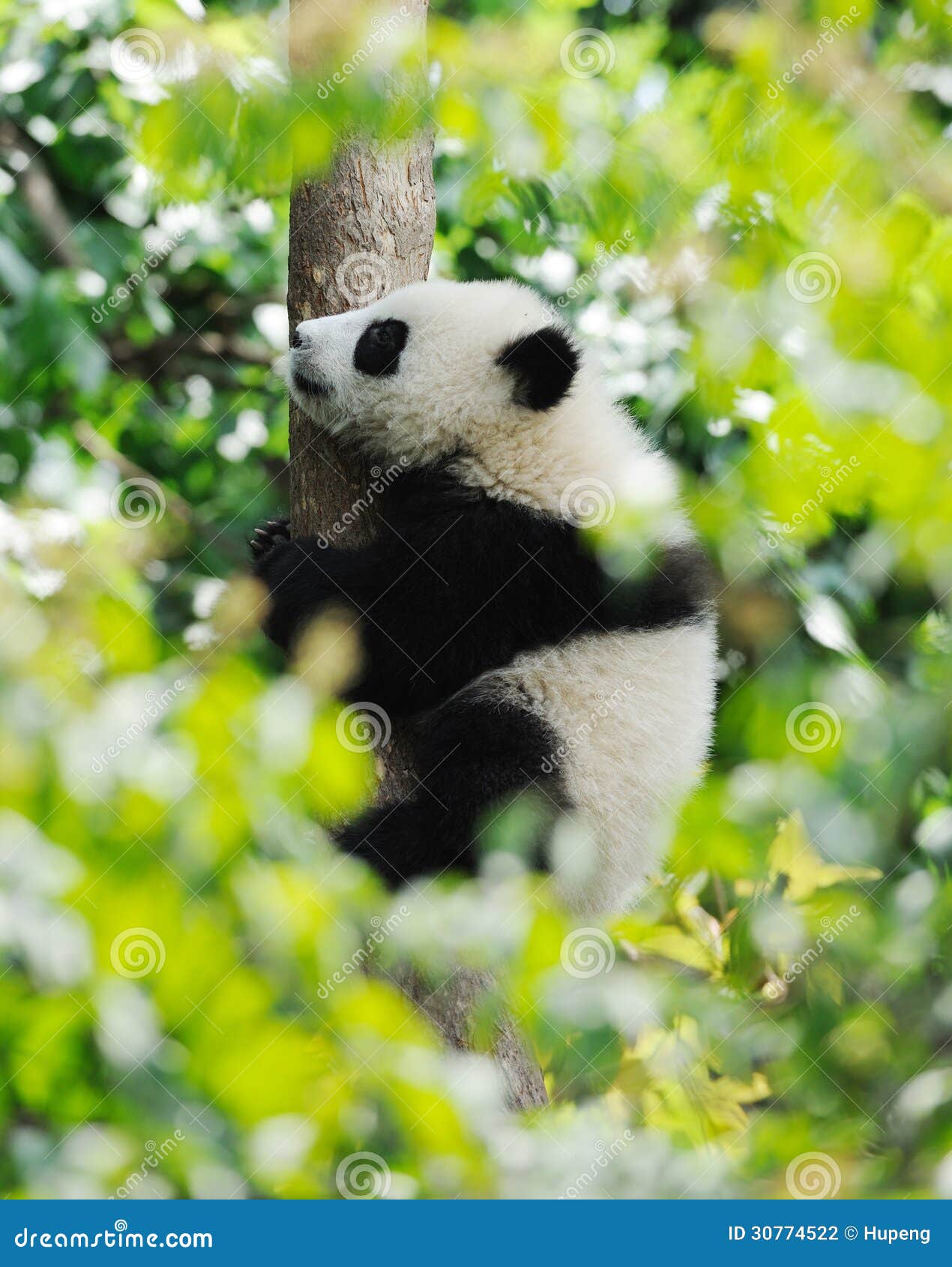 Baby Panda on the tree stock photo. Image of forest, base - 30774522