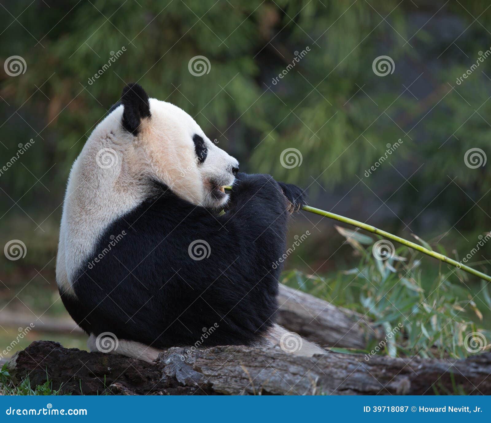 Baby panda in tree stock image. Image of national, cute - 39718087