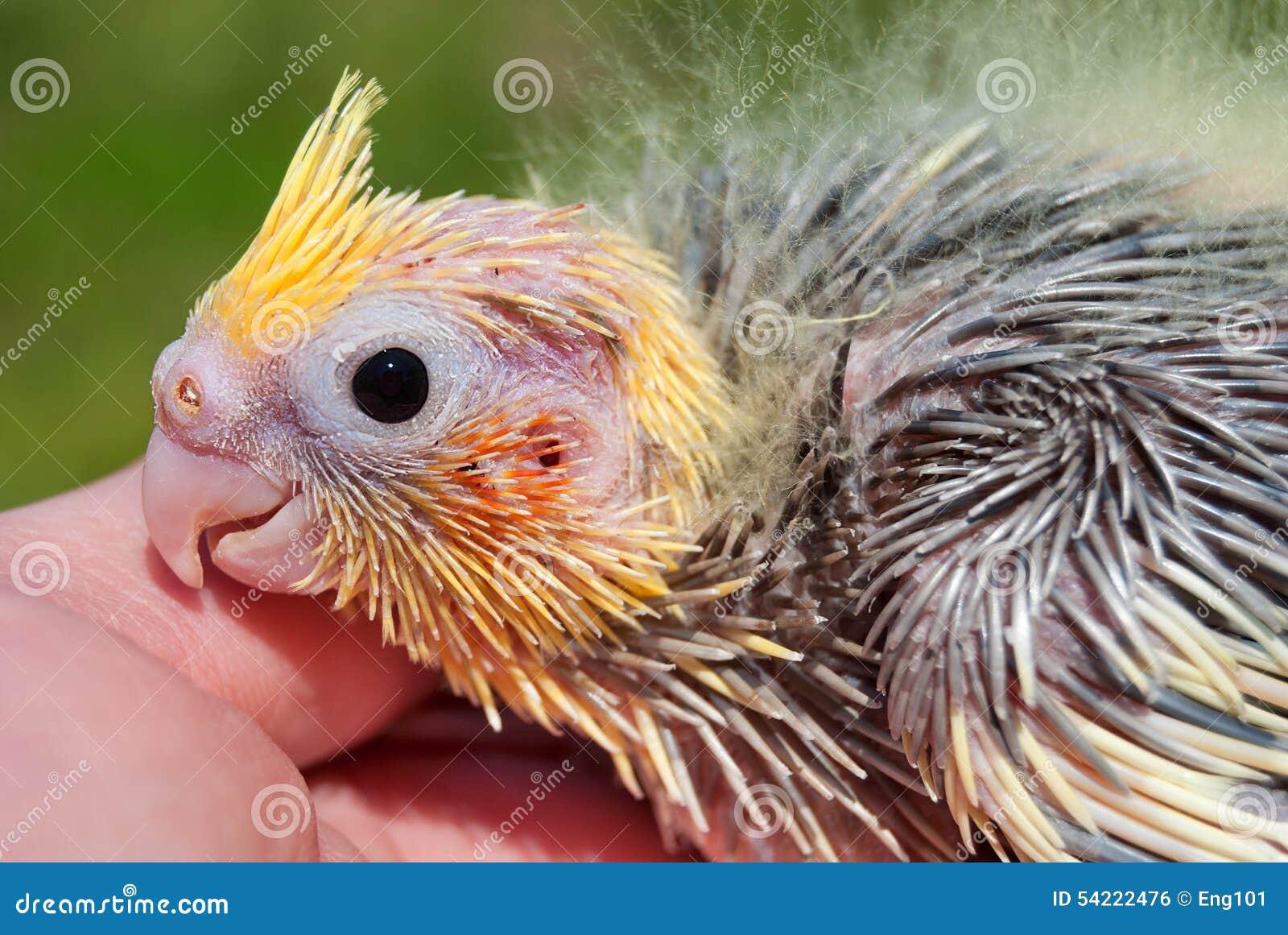 Baby Parrot S Head Close-up Stock Photo - Image of head, colour: 54222476
