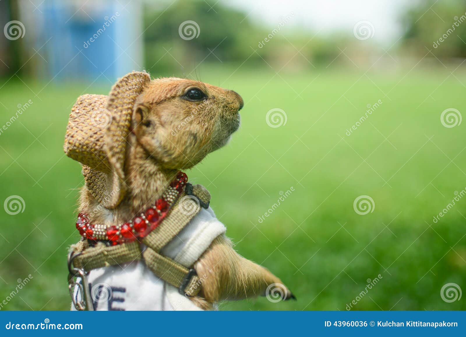 Baby parrydog stock photo. Image of babyanimal, smile - 43960036