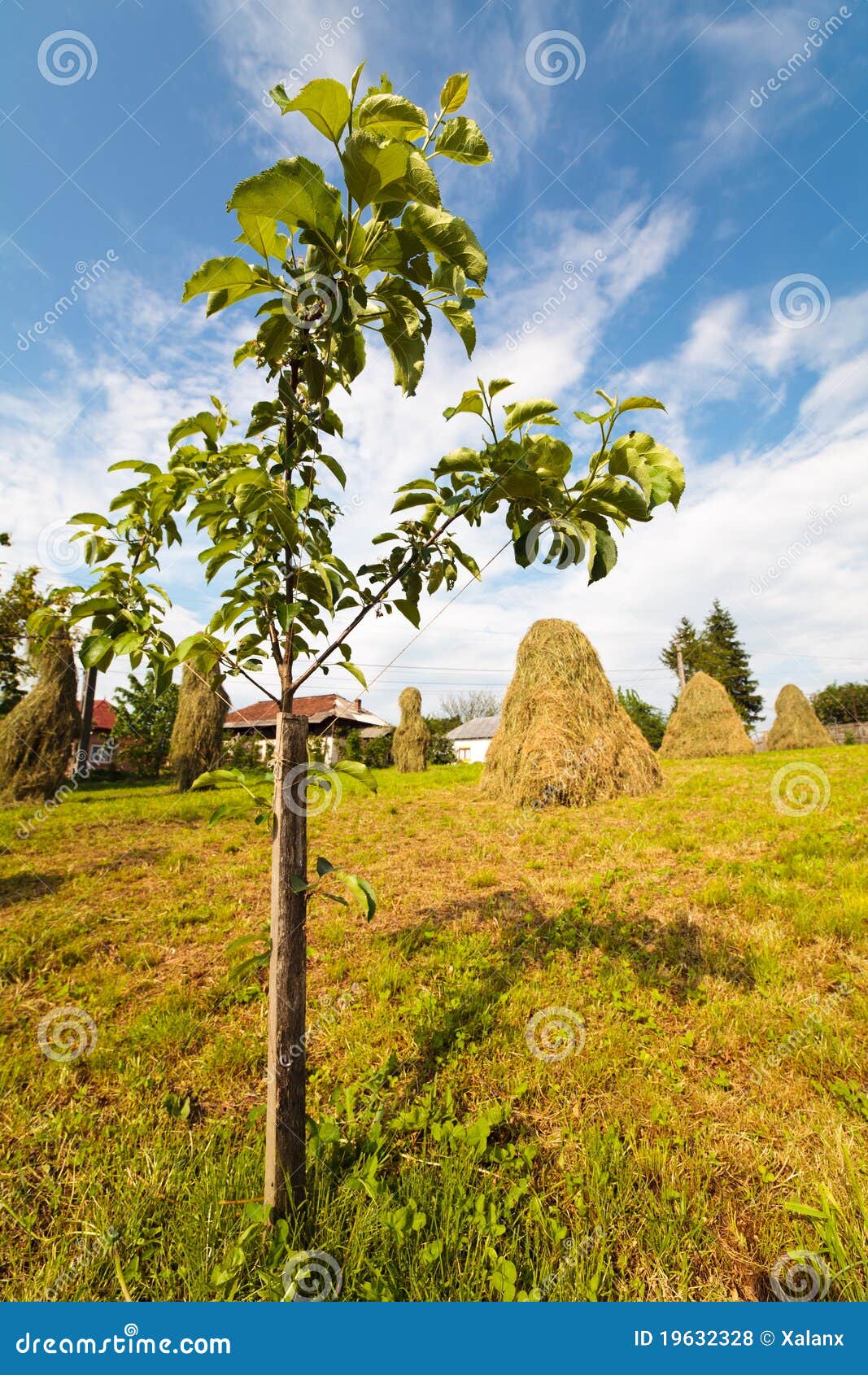 Baby peach tree stock photo. Image of park, delicate - 19632328