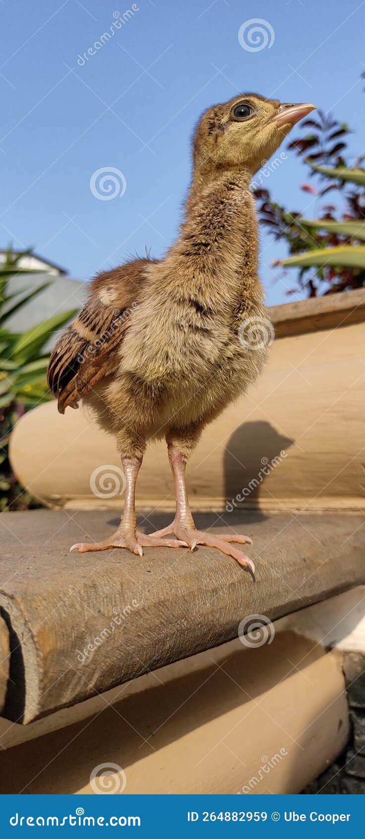 Baby peacock stock image. Image of sunlight, morning - 264882959