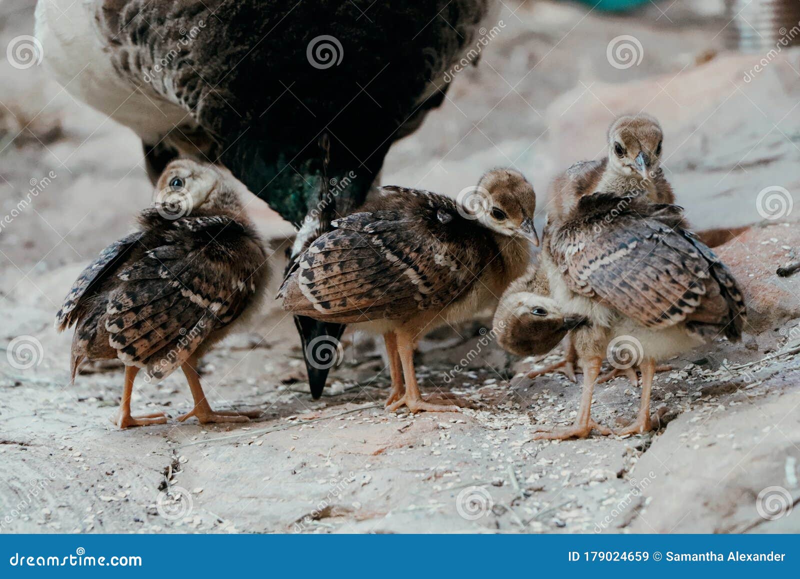 Baby Peacocks - with Mother Stock Image - Image of beak, sparrow: 179024659