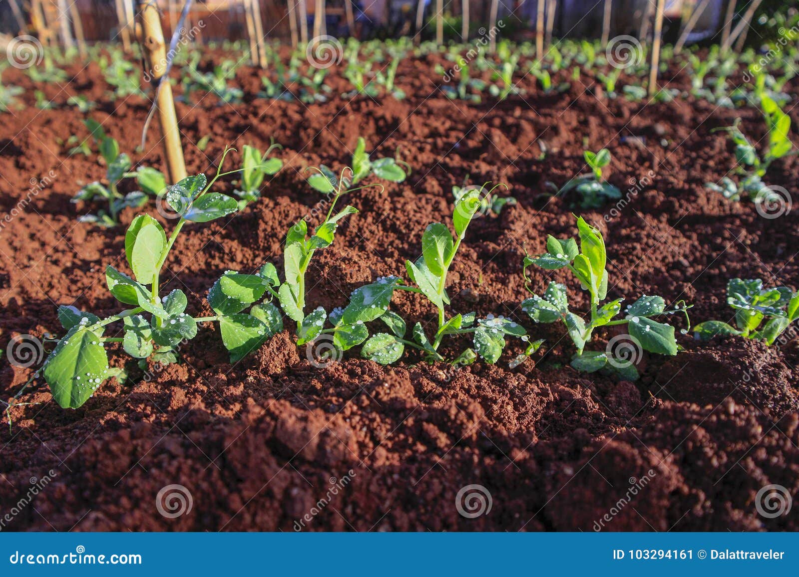 Baby peas tree on field stock image. Image of element - 103294161