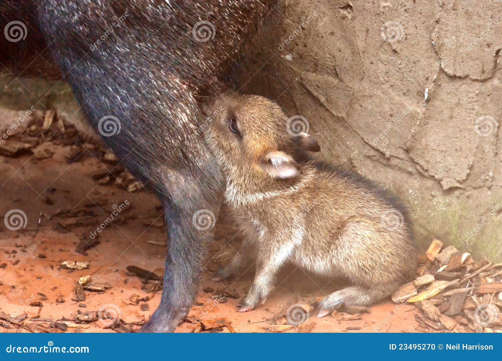 Baby Peccary stock photo. Image of suina, jabali, wild - 23495270