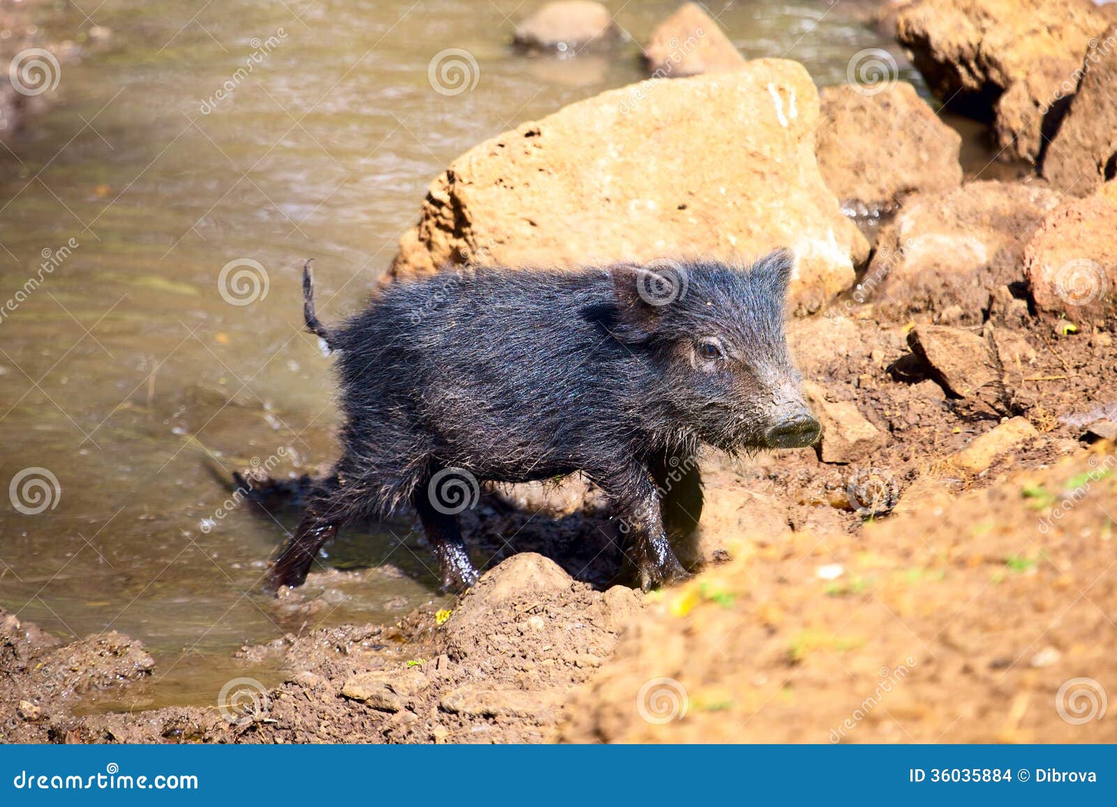 Baby of Peccary stock photo. Image of small, standing - 36035884