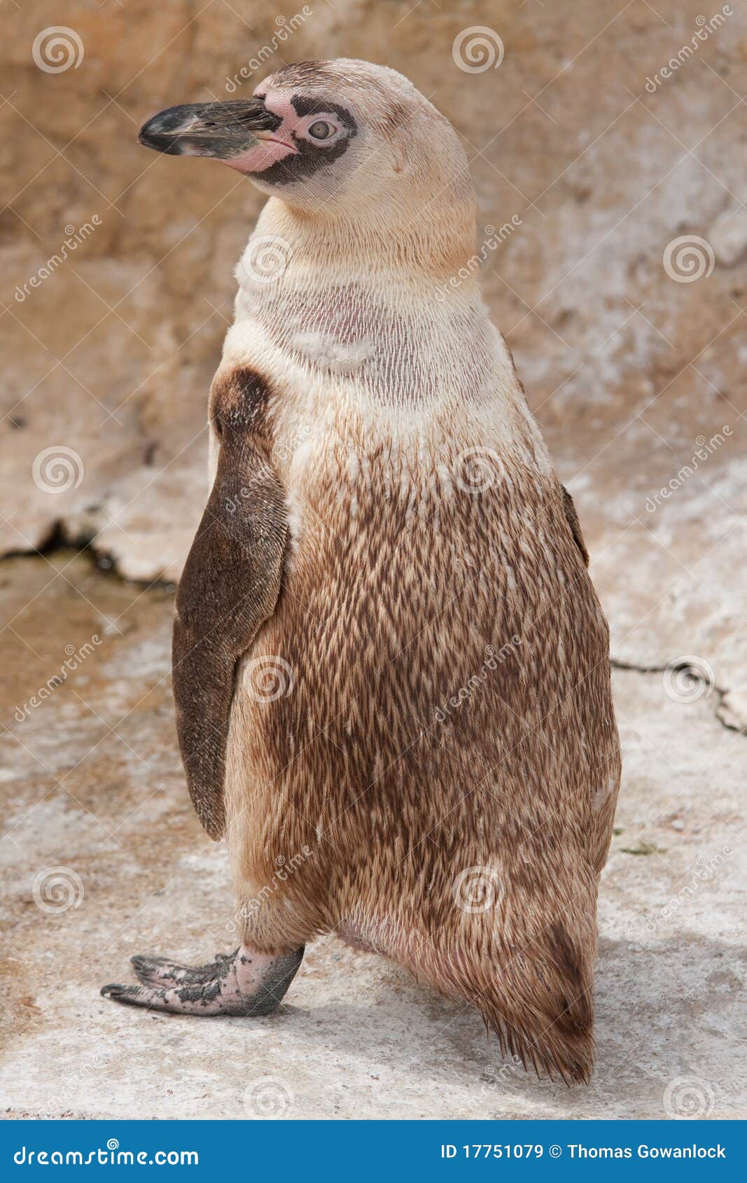 A baby penguin stock image. Image of staring, feathers - 17751079