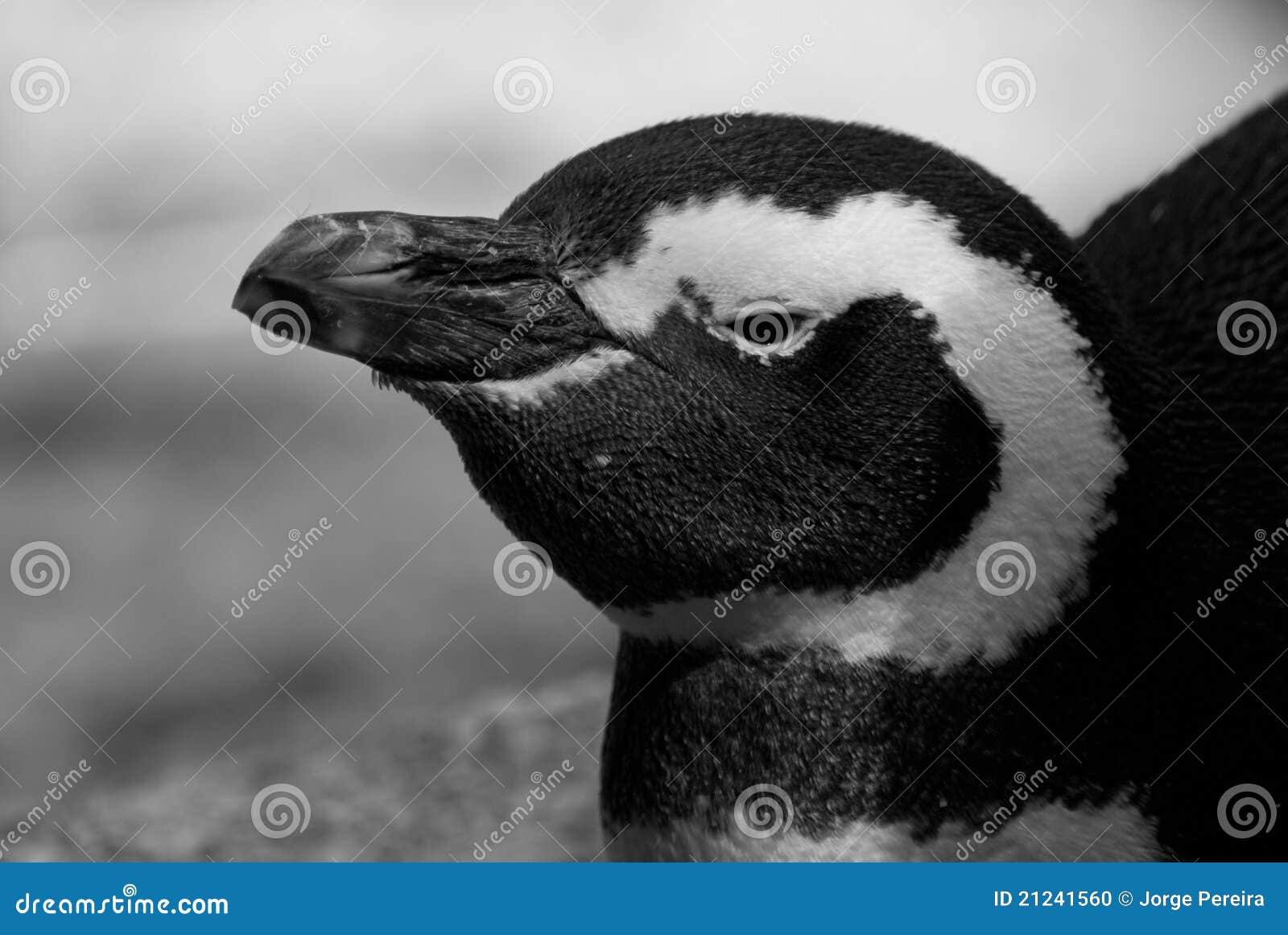 Baby penguin stock photo. Image of beak, ocean, cute - 21241560