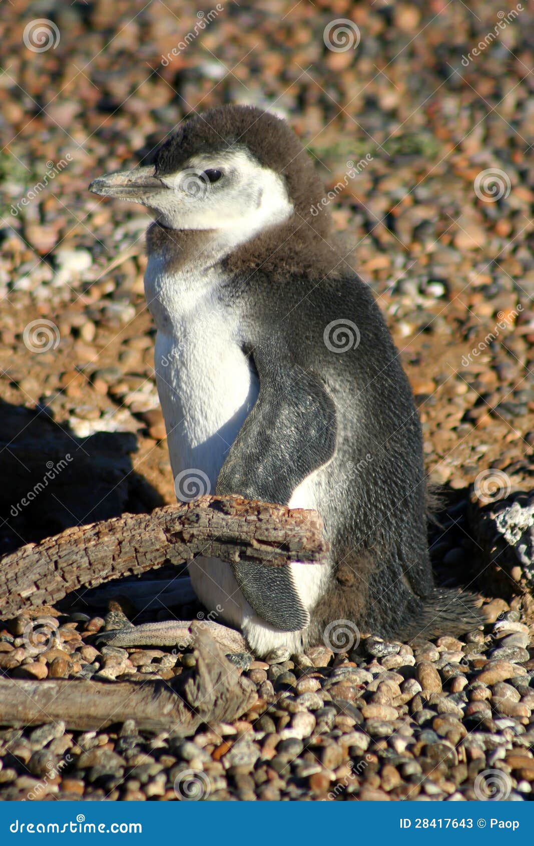 Baby penguin stock image. Image of bird, coastal, baby - 28417643