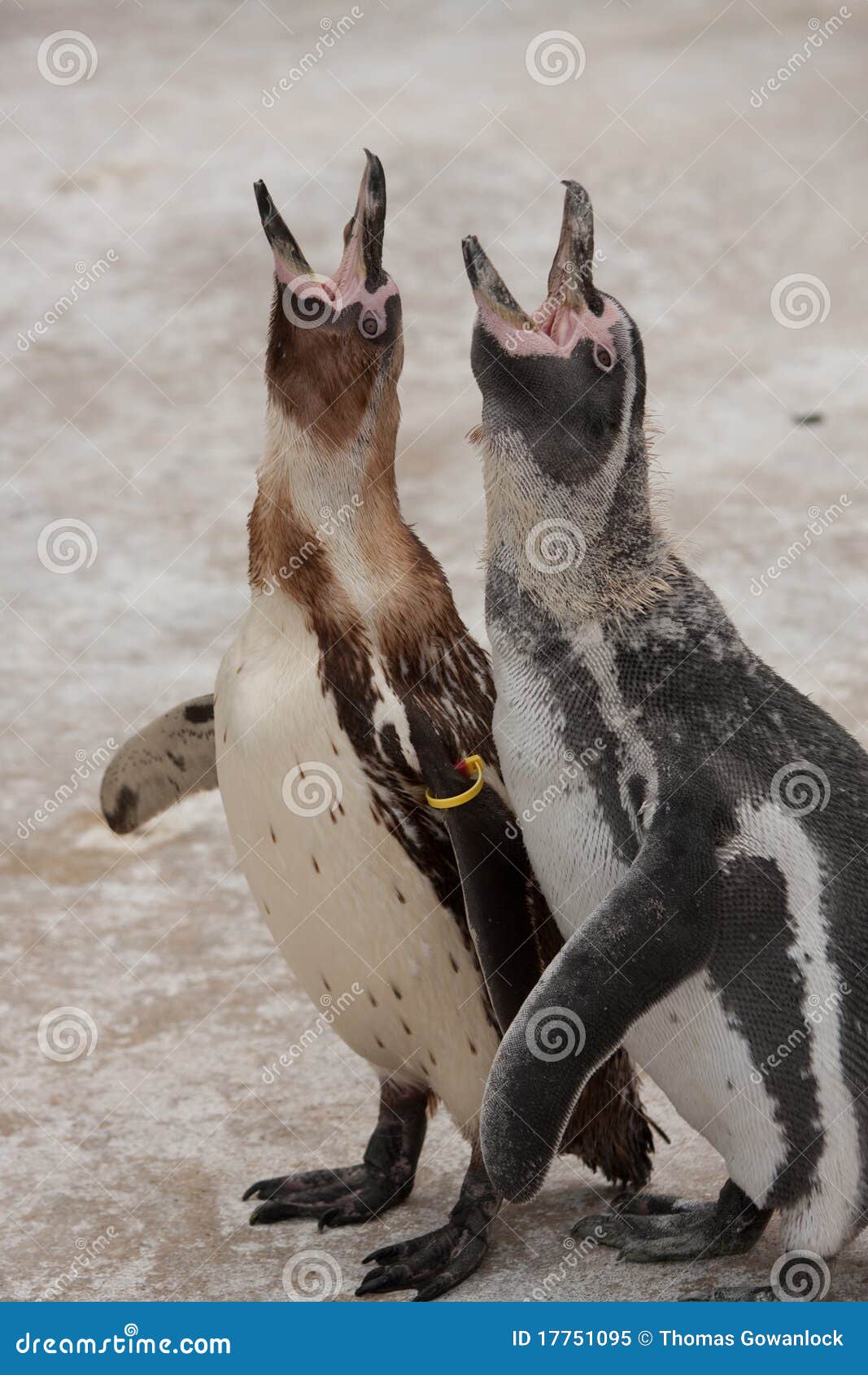 Baby penguins calling stock image. Image of mates, cute - 17751095