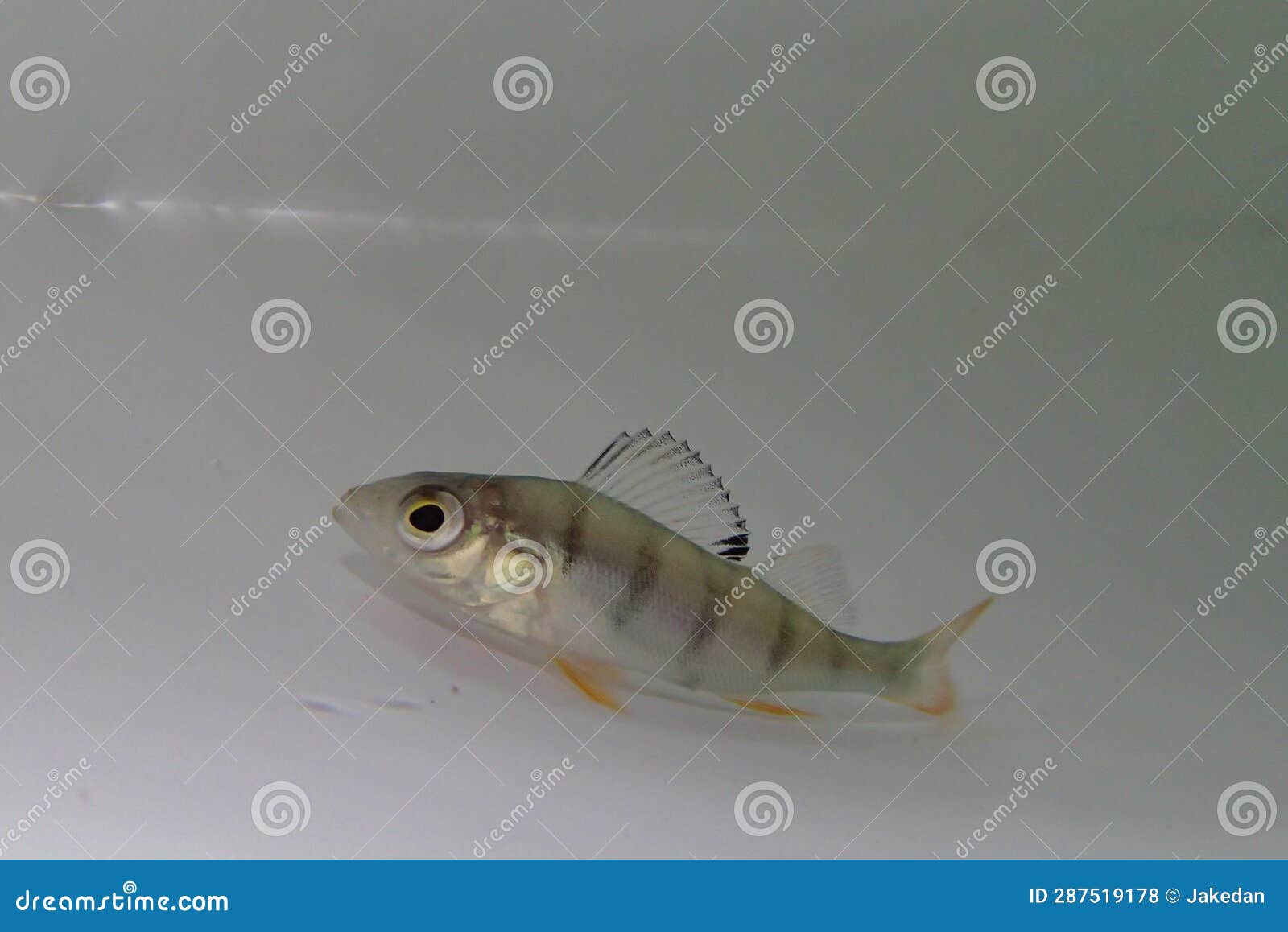 Baby Perch Underwater Alone in a Summer Day Stock Photo - Image of ...