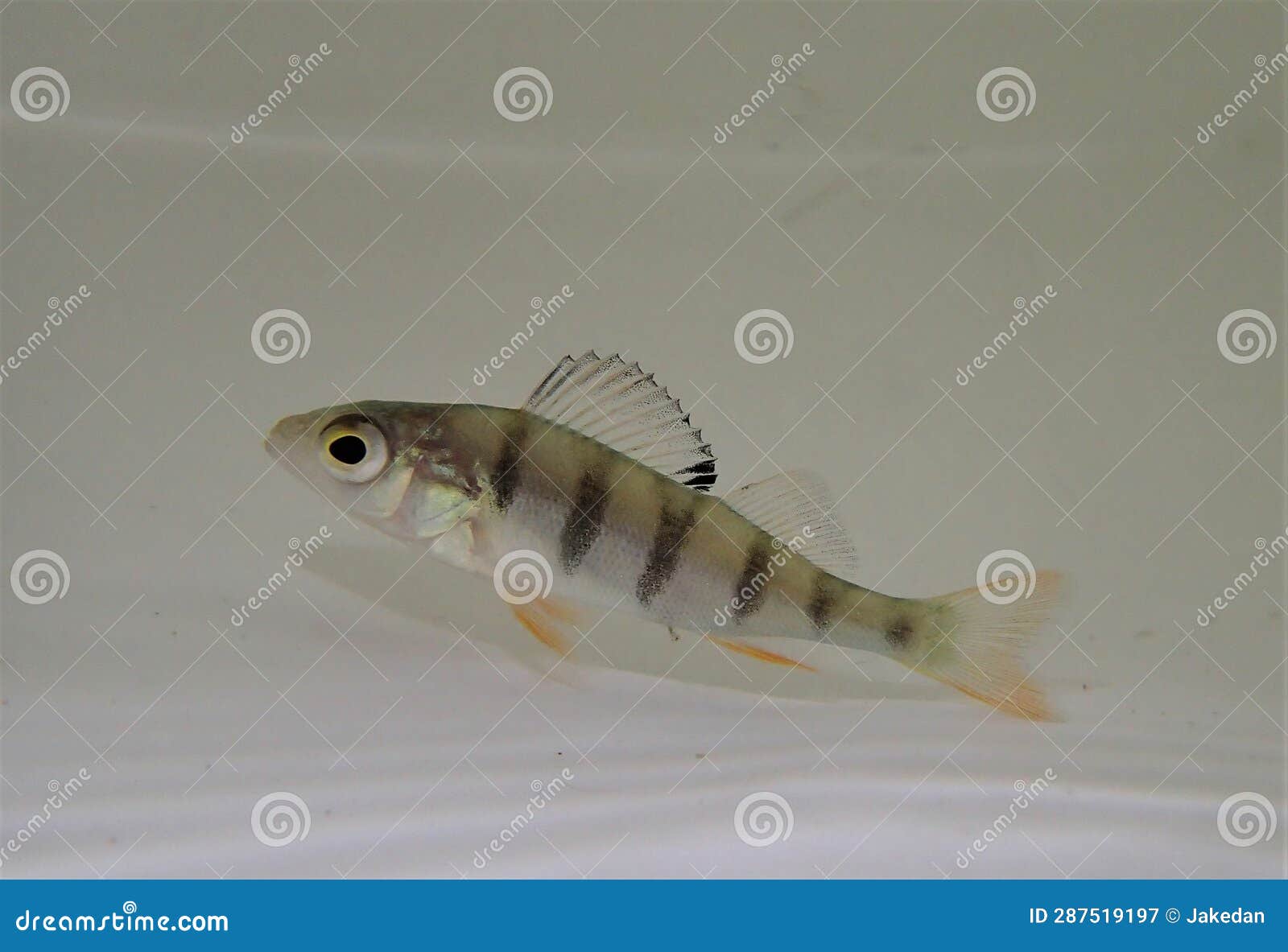 Baby Perch Underwater Alone in a Summer Day Stock Image - Image of lake ...