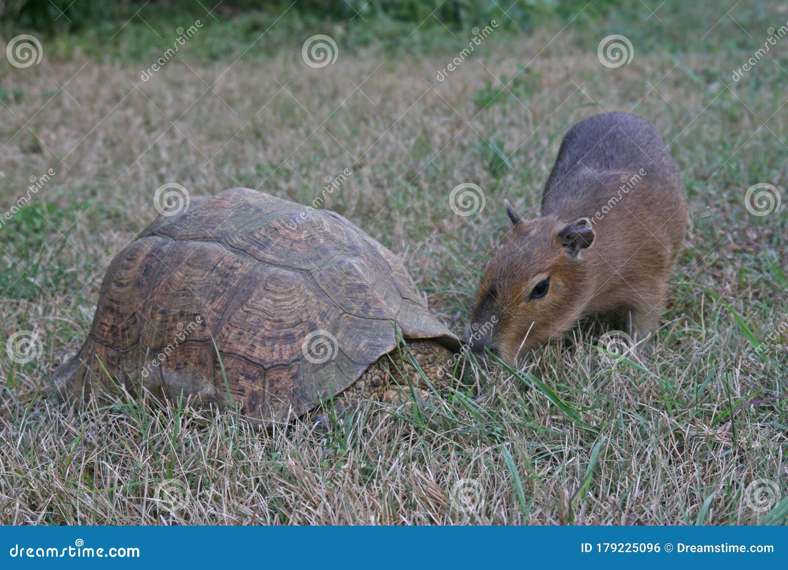 Pet Baby Capybara Having a Conversation with Stock Photo - Image of ...