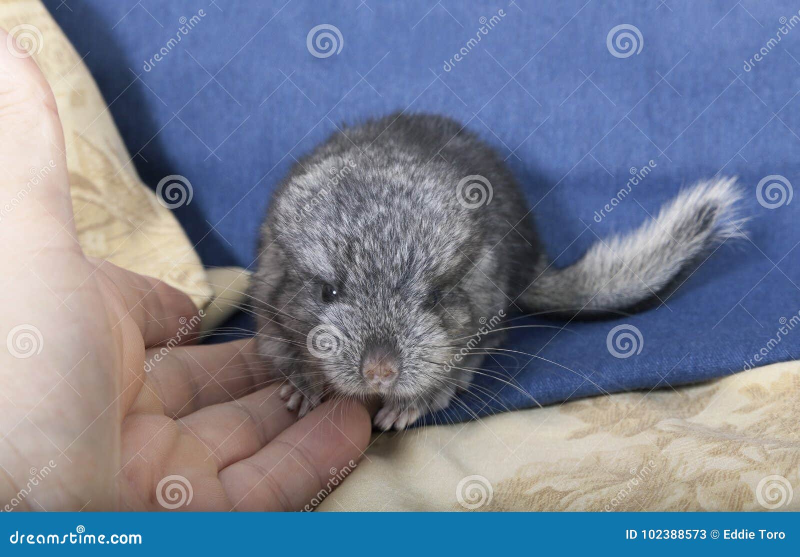 Baby Pet Chinchilla Interacts with Human Hand Stock Image - Image of ...