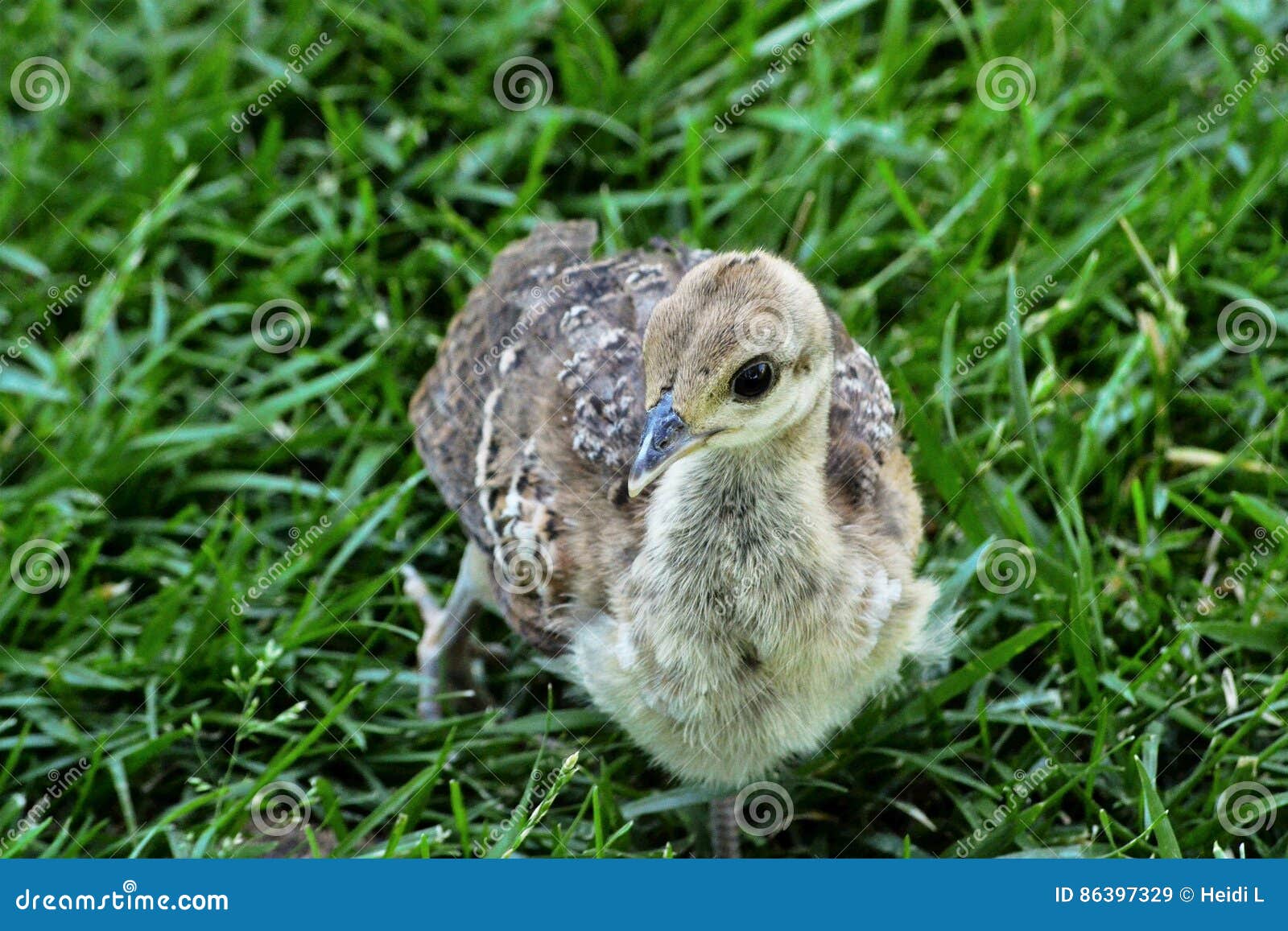 Baby-Pfau stockbild. Bild von schön, gras, schätzchen - 86397329