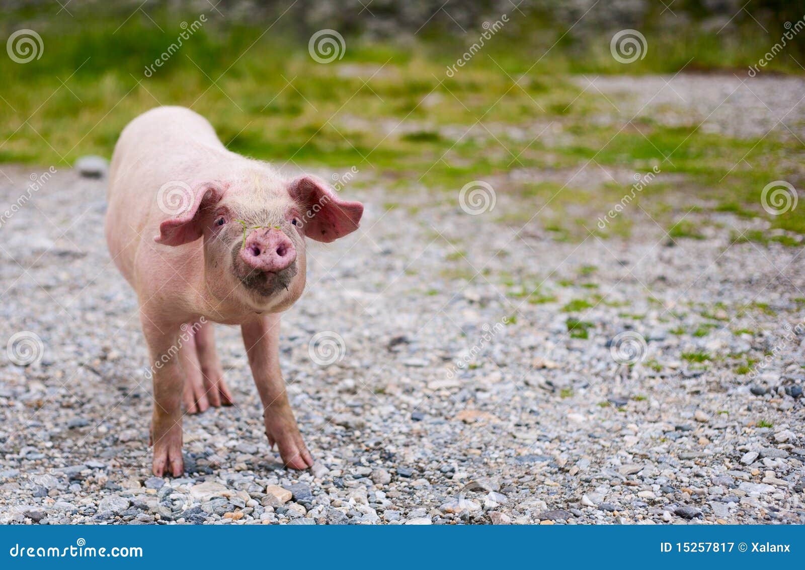 Baby pig stock image. Image of meat, farming, animal - 15257817