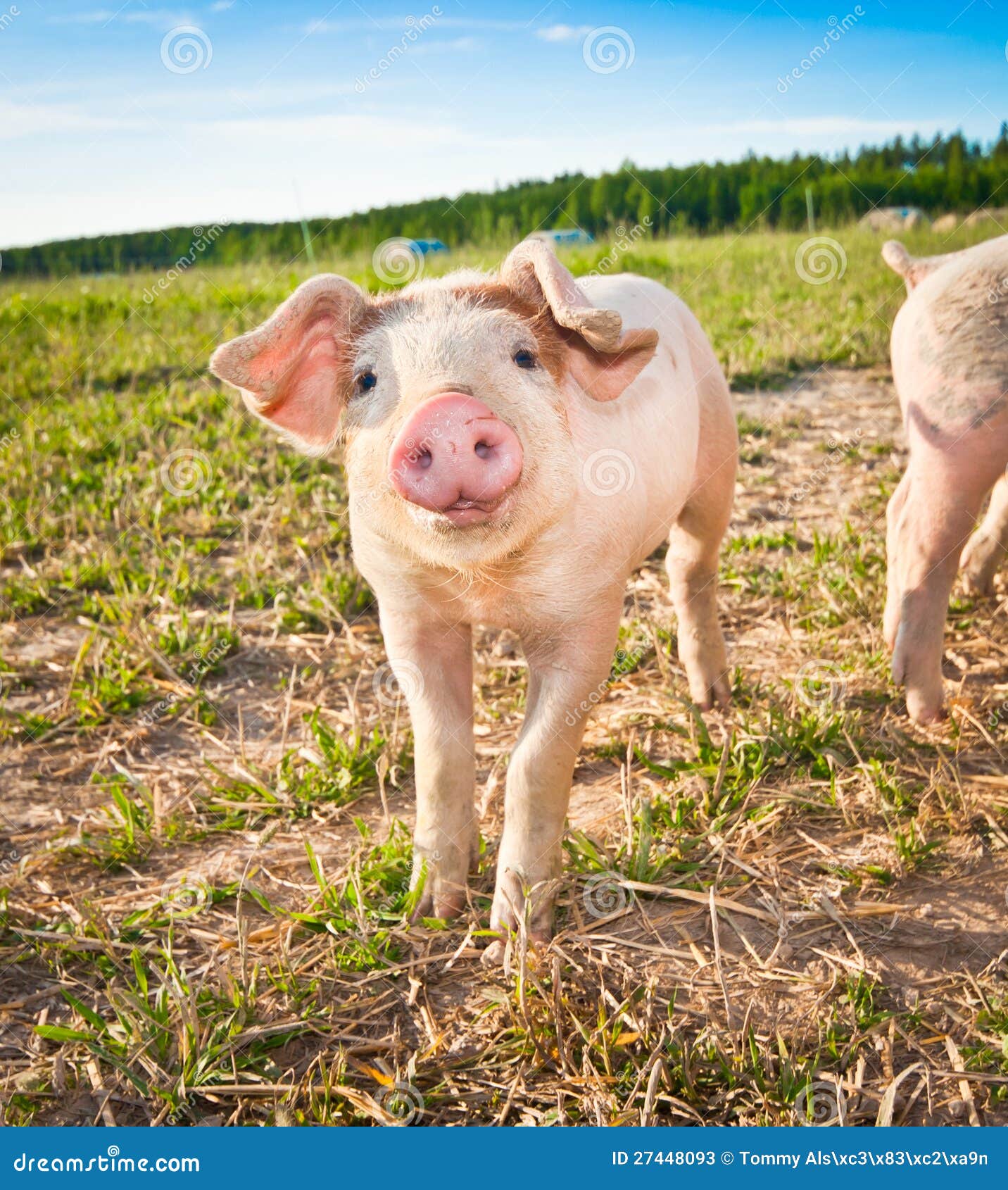 Baby pig stock image. Image of nature, curiosity, snout - 27448093
