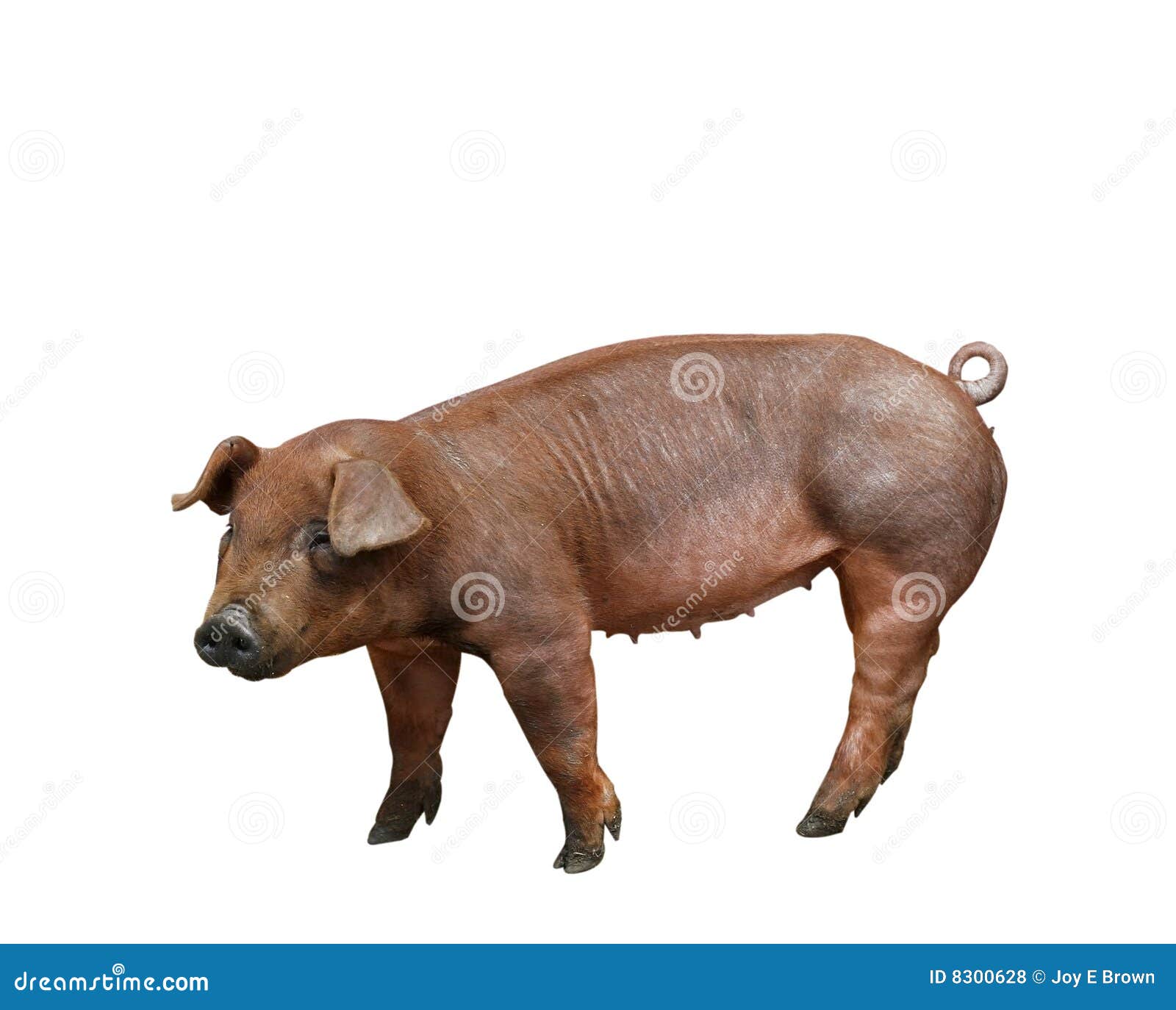 1,761 Path Pig Stock Photos - Free & Royalty-Free Stock Photos from ...