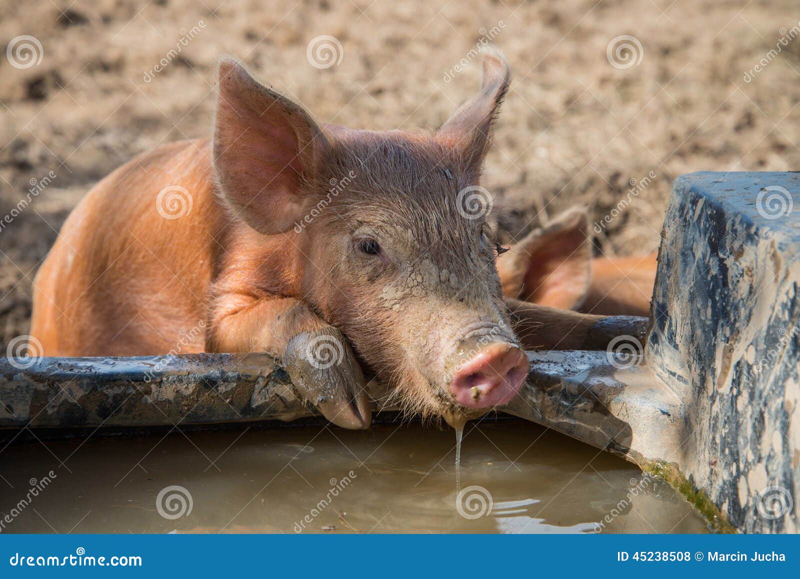 Baby pig drinking water stock photo. Image of young, fresh - 45238508