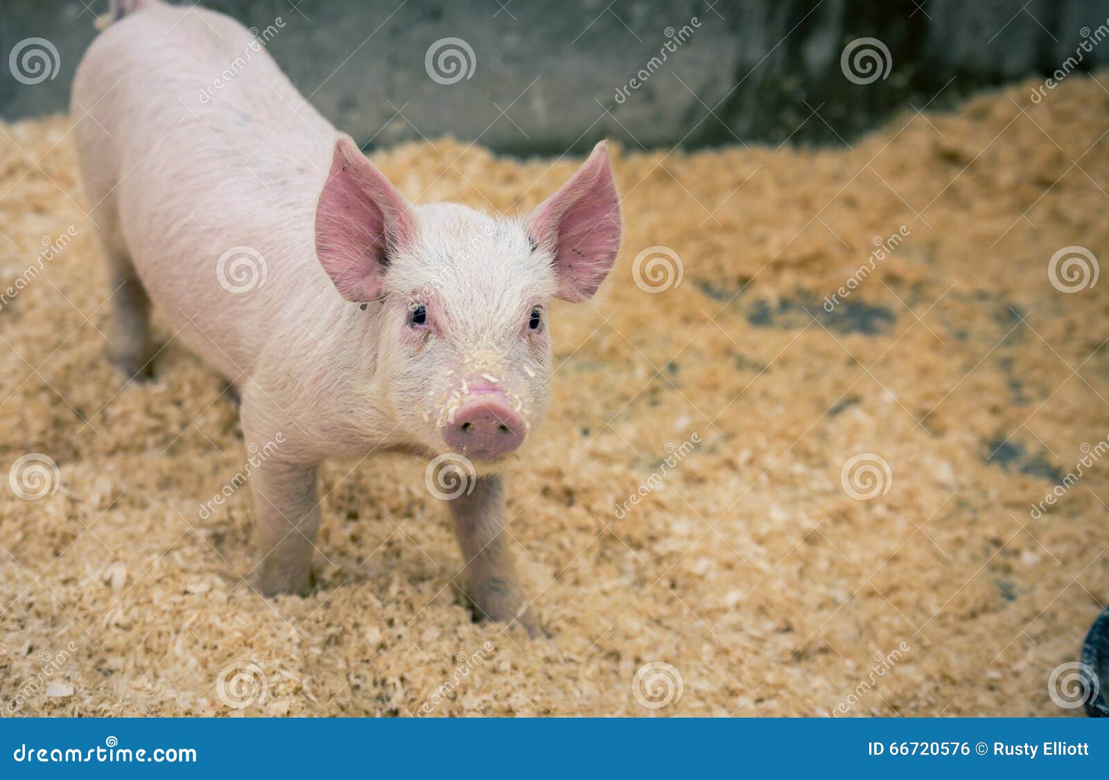 Baby pig stock photo. Image of mammal, domestic, piglet - 66720576