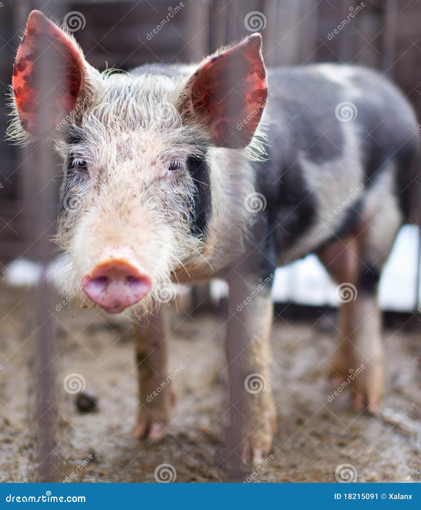 Baby pig in a pigsty stock image. Image of farm, dirty - 18215091