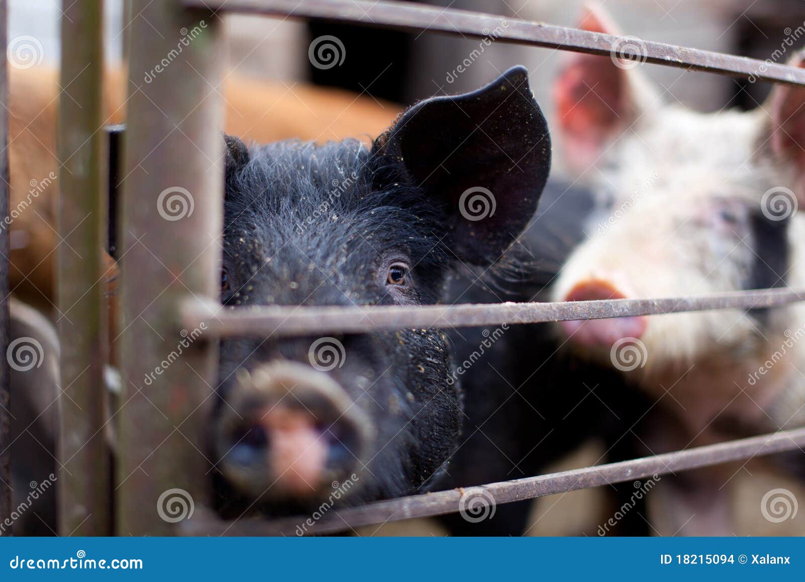 Baby pig in a pigsty stock photo. Image of cute, mammal - 18215094