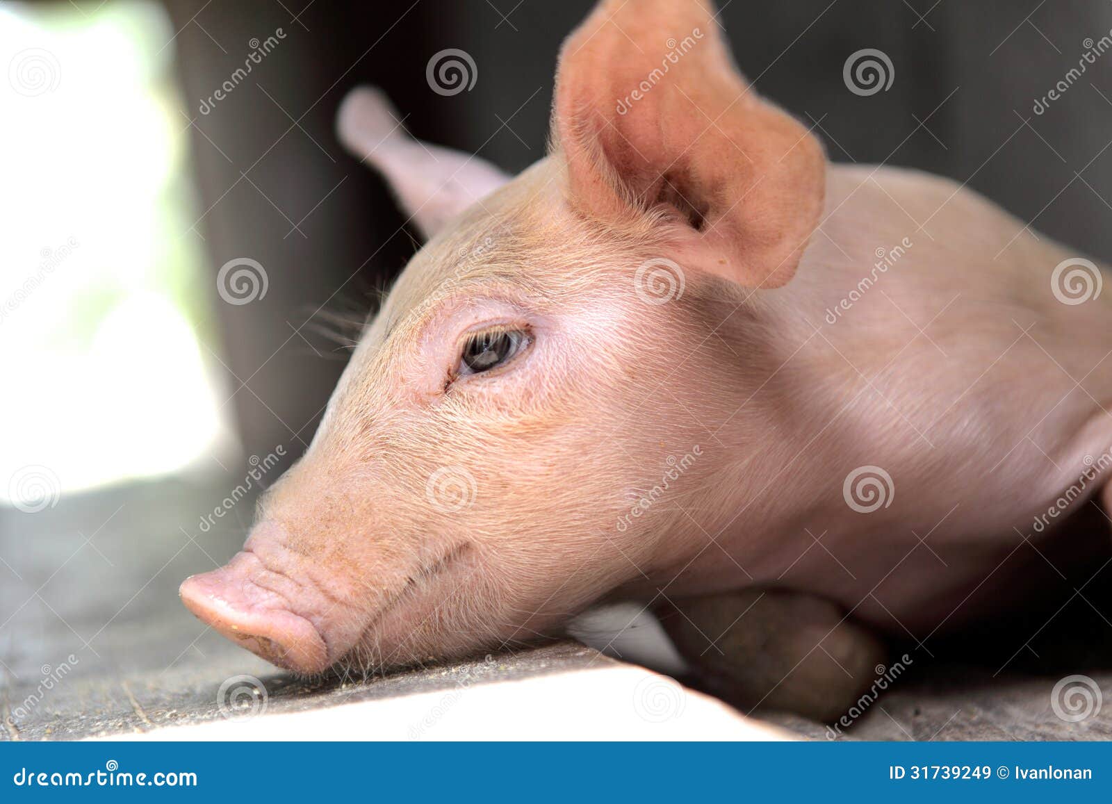 Baby Pig stock image. Image of posing, camera, nose, organism - 31739249