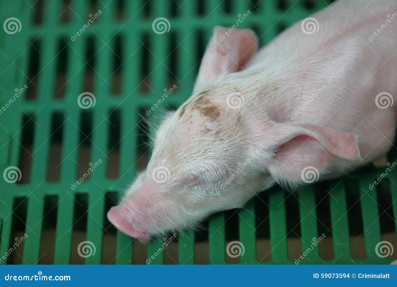 Baby pig sleeping stock photo. Image of farm, young, sleeping - 59073594